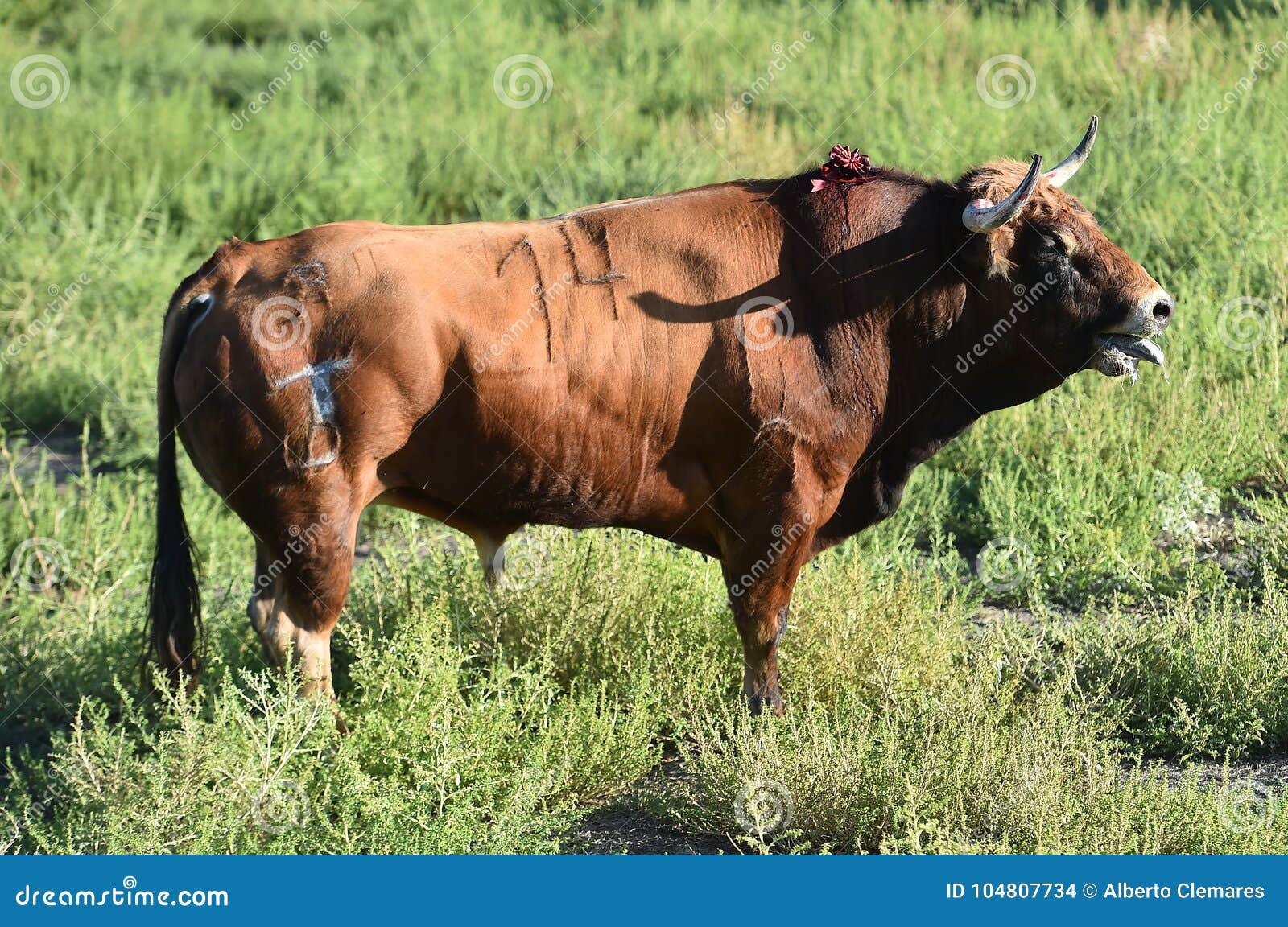 Stier stockfoto. Bild von stier, tier, gefahr, furcht - 104807734