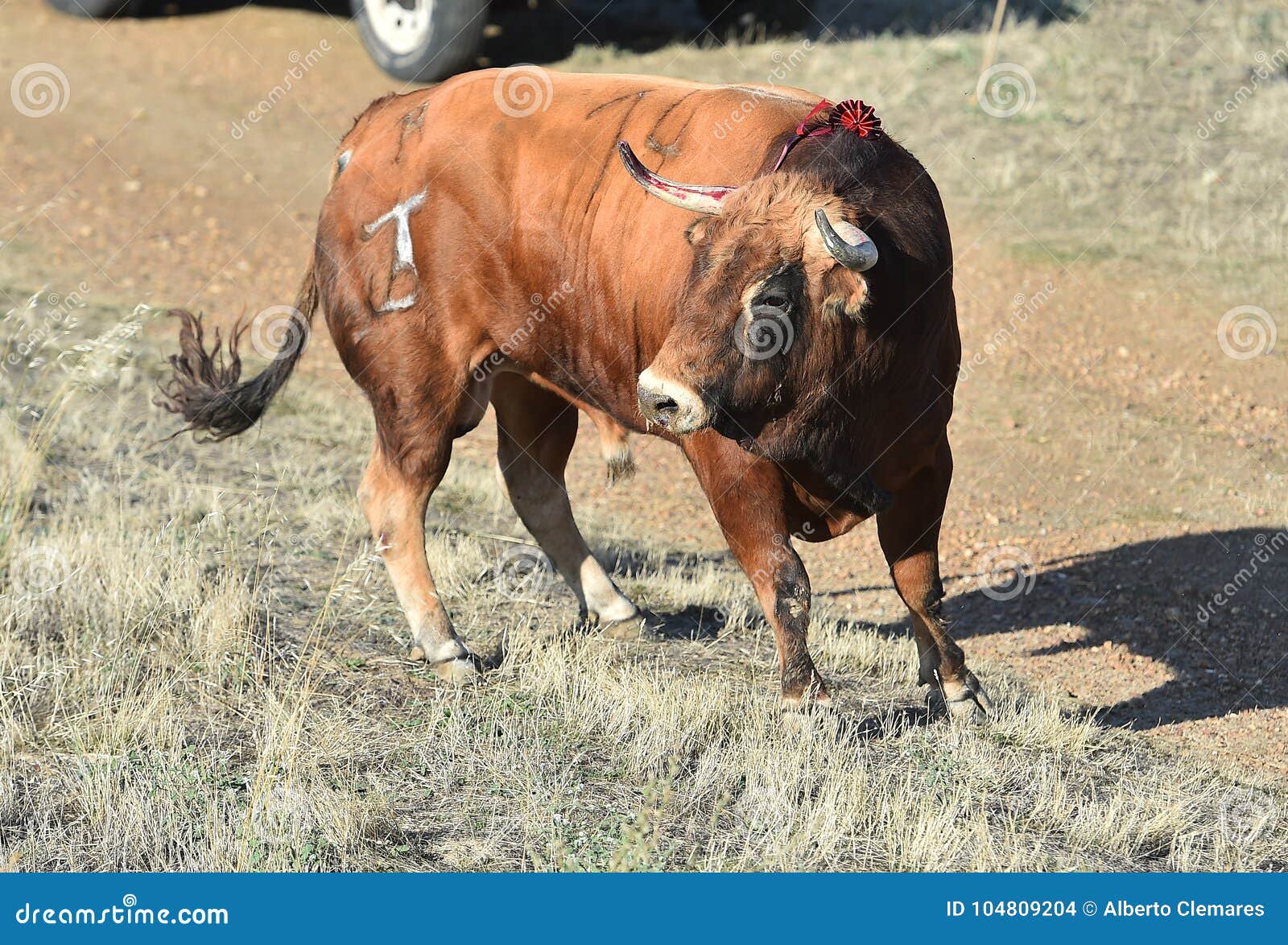 Stier stock foto. Image of dier, hoornen, stierenvechter - 104809204