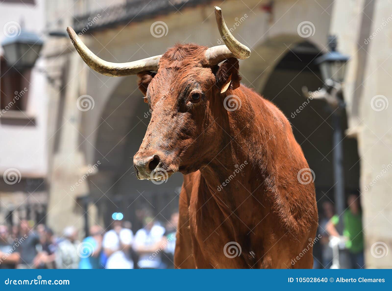 Stier stock foto. Image of traditie, hevig, woest, tegenstanders ...
