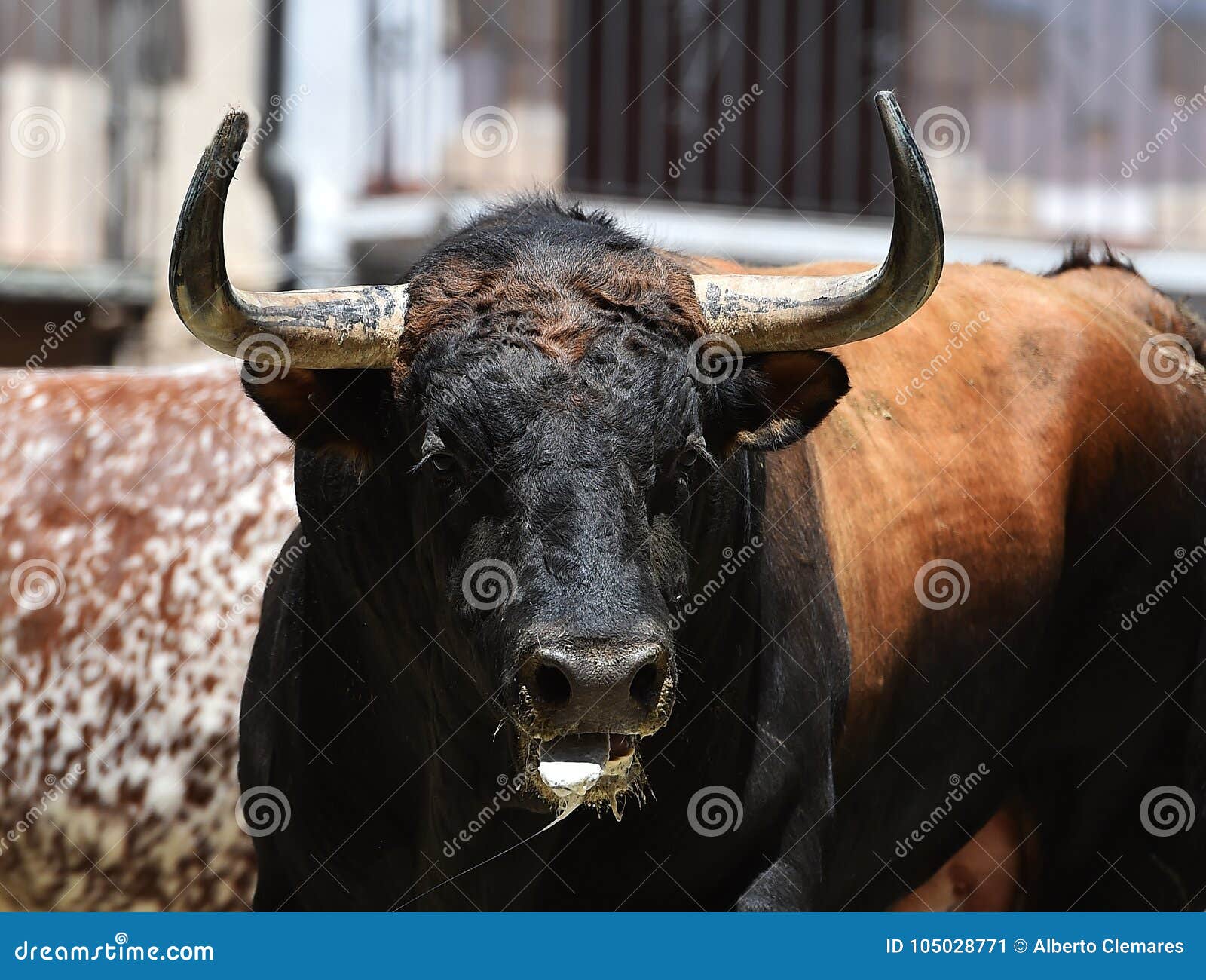 Stier stockbild. Bild von stierkämpfe, tier, spanisch - 105028771