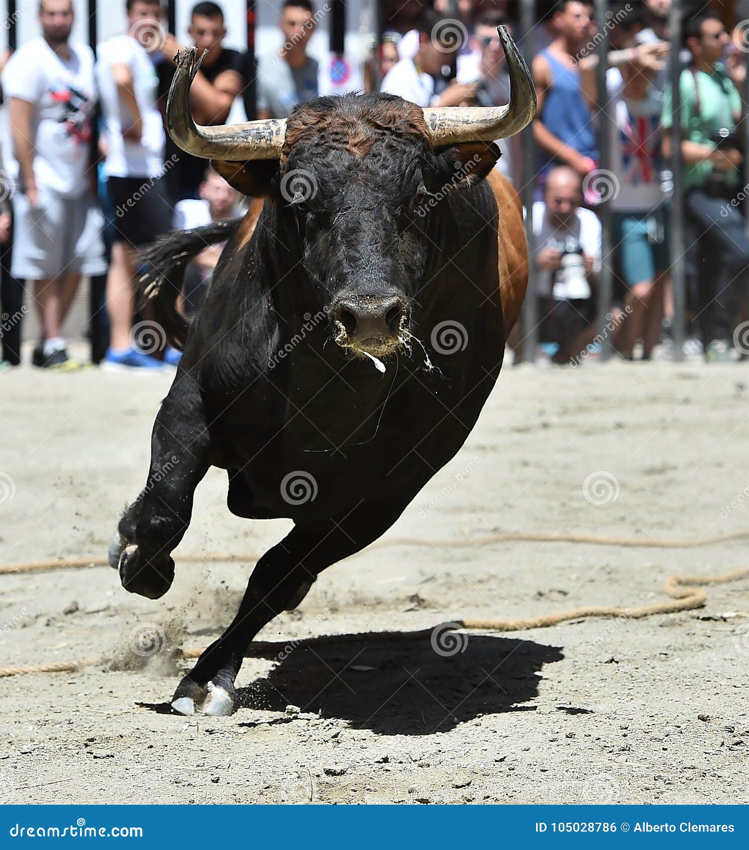Stier stock foto. Image of hoornen, wild, stier, vrees - 105028786