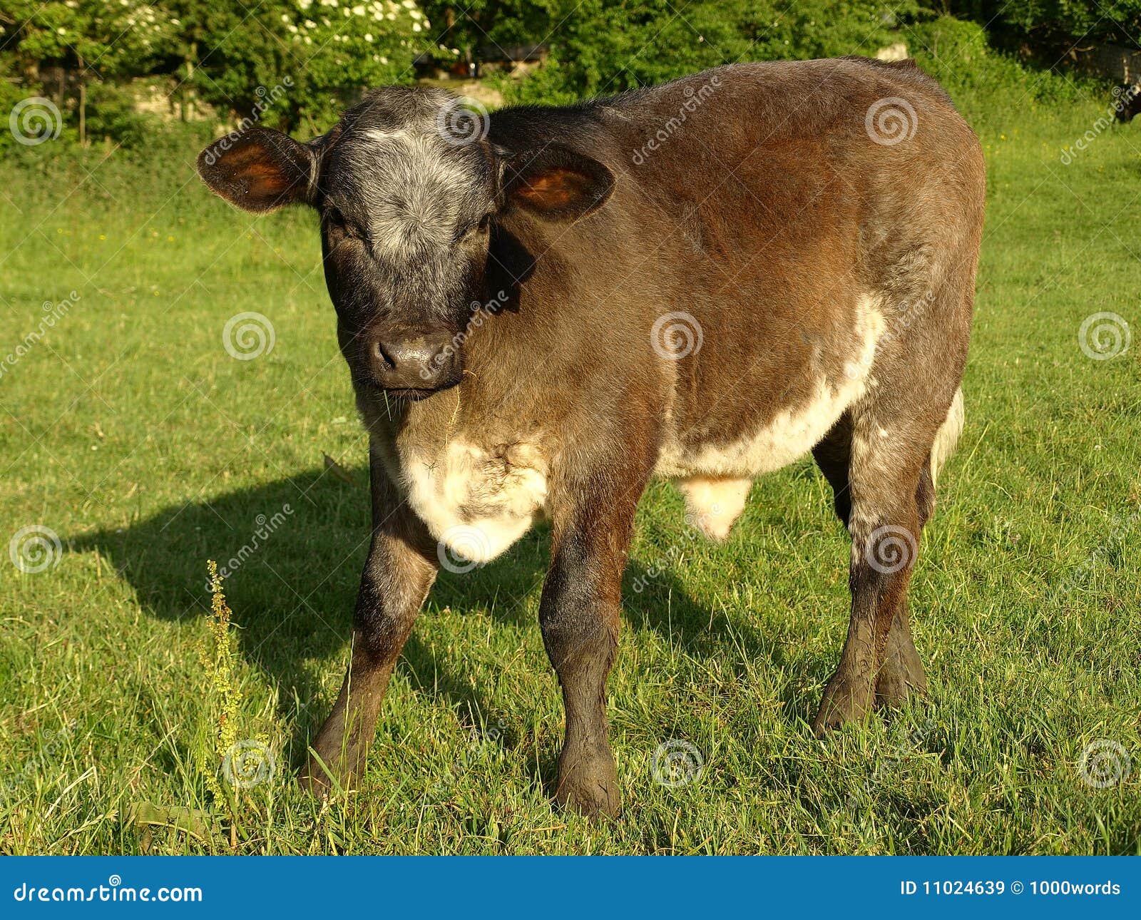 Stier stock afbeelding. Image of boerderij, ziekte, dier - 11024639