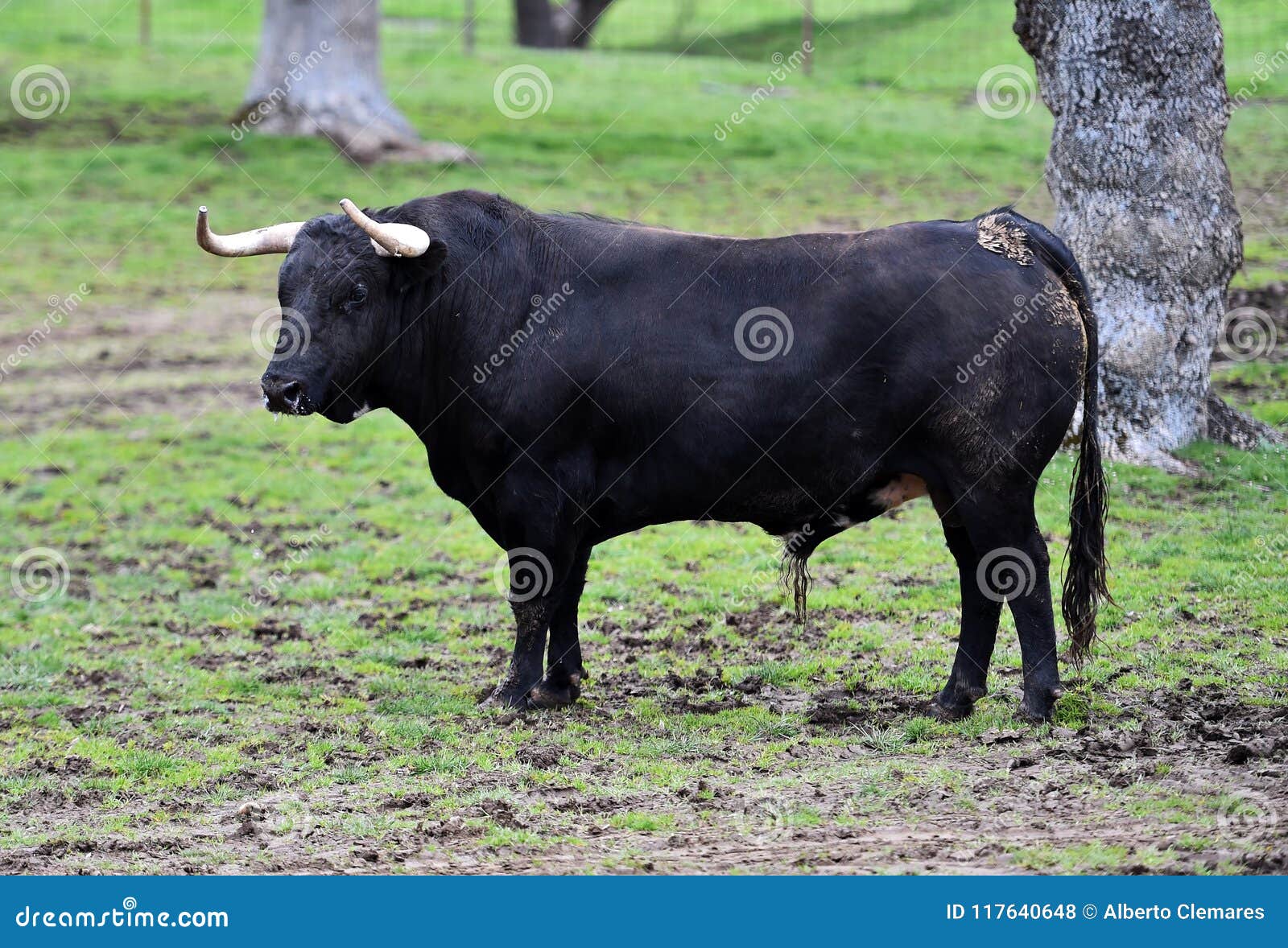 Stier stock foto. Image of woest, spanje, dier, risico - 117640648