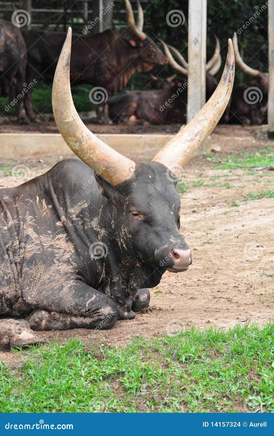 Stier stock foto. Image of hoorn, dier, vuil, openlucht - 14157324