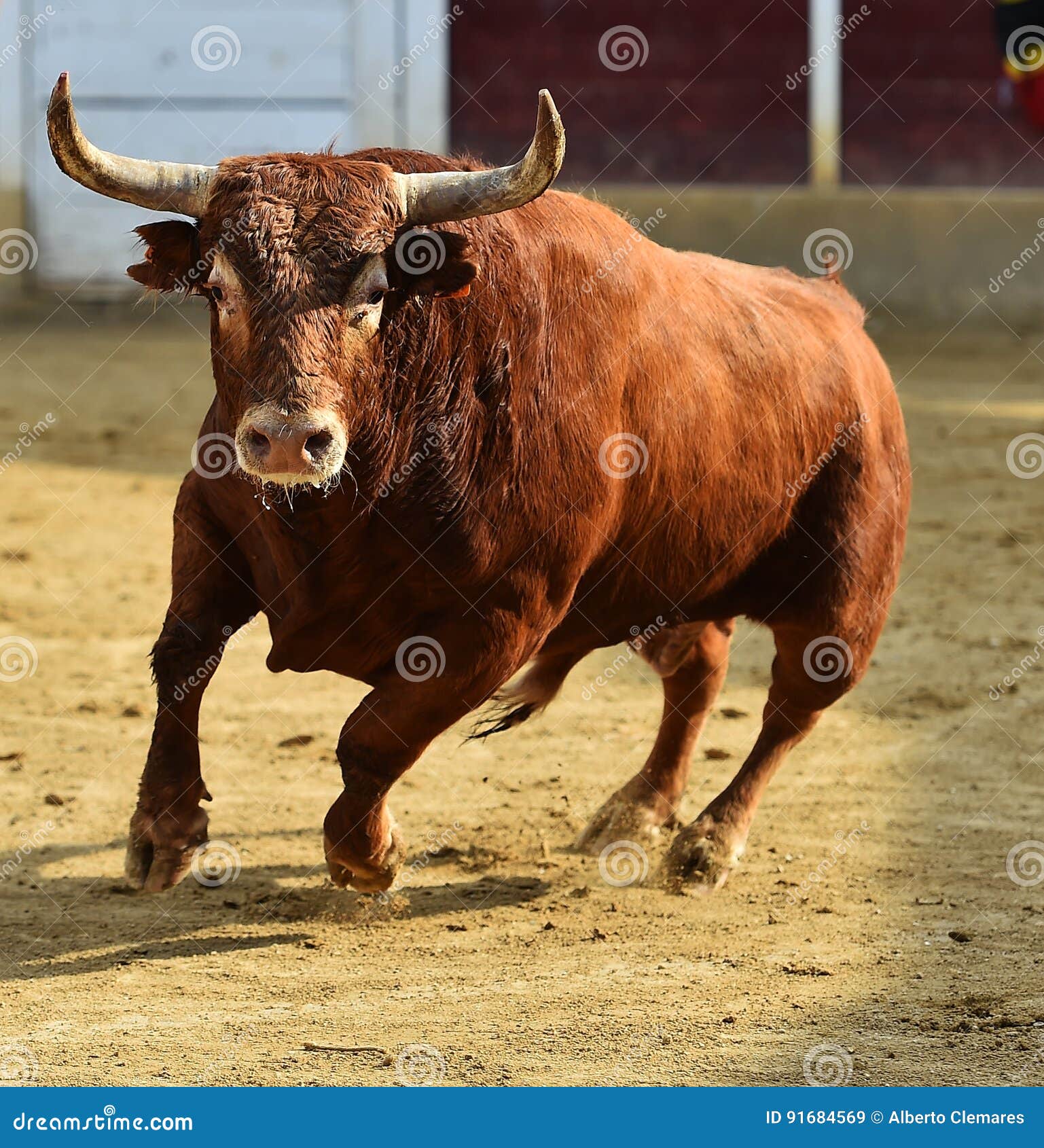 Stier Stock Photos - Download 92,990 Images