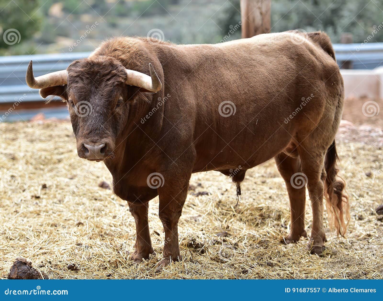 Stier stock afbeelding. Image of arena, hoornen, traditie - 91687557