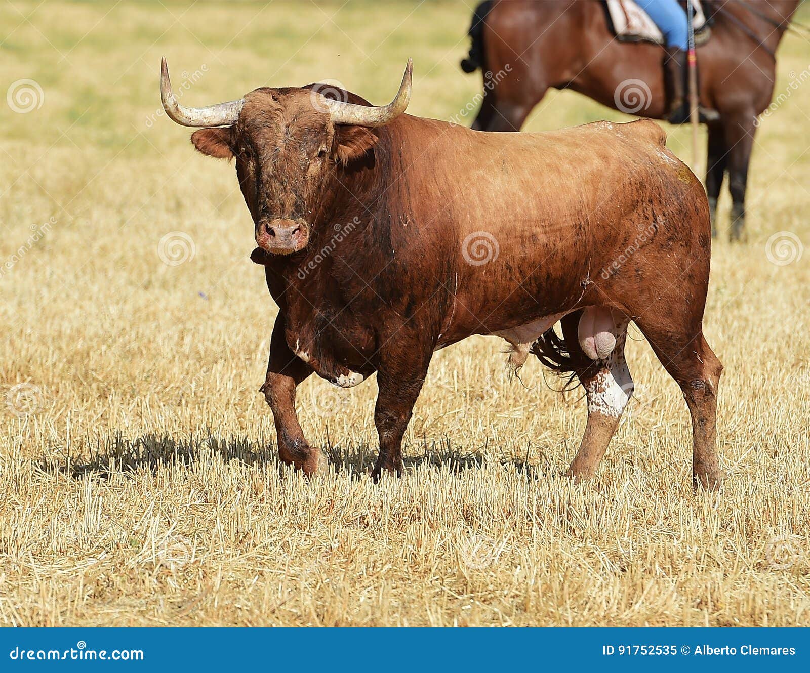 Stier stock afbeelding. Image of stierengevecht, stierenvechter - 91752535