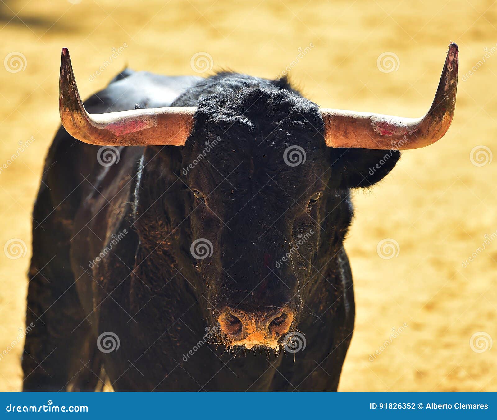 Stier stock foto. Image of spanje, stierenvechten, stier - 91826352