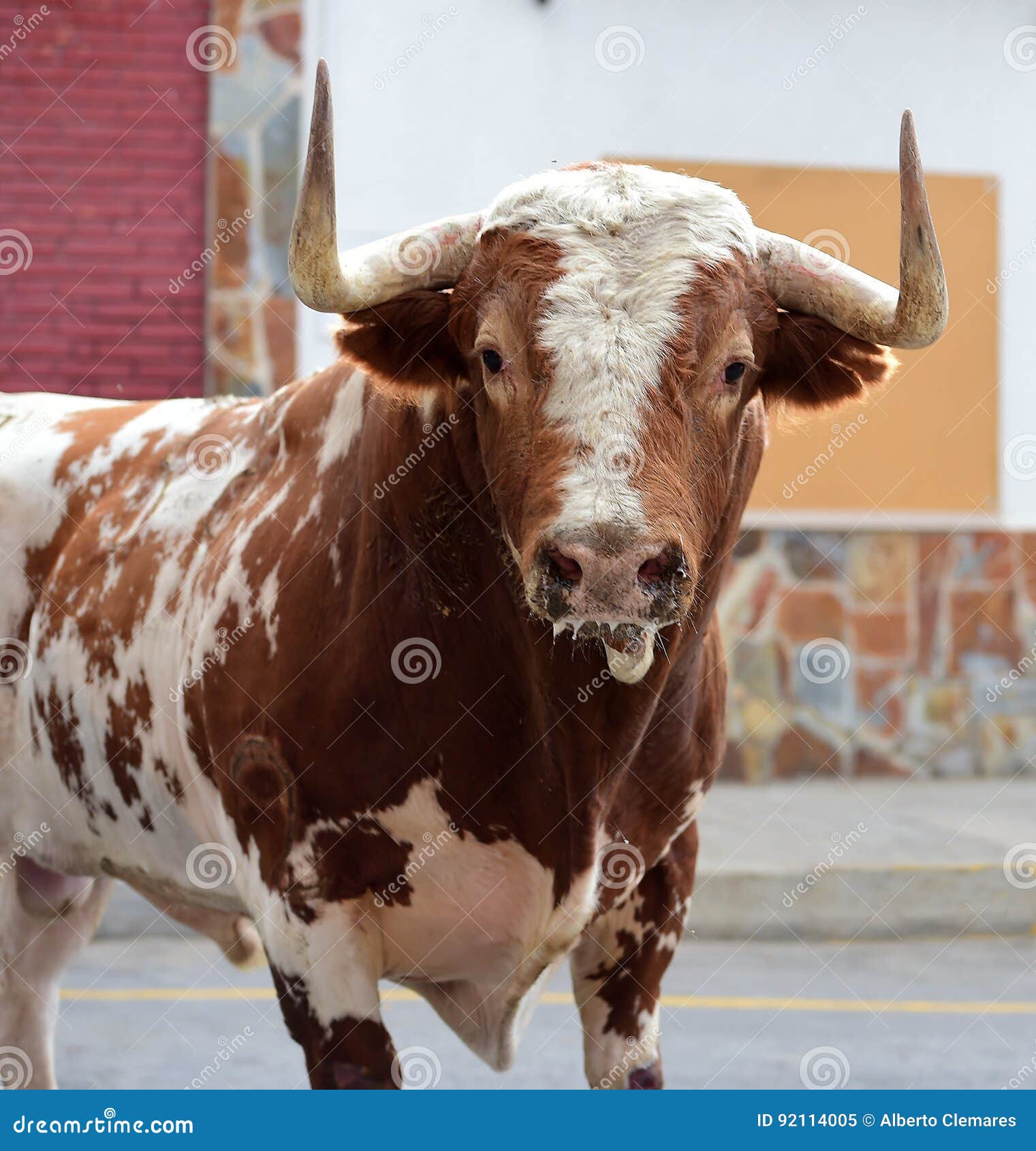 Stier stockbild. Bild von stier, geweihe, tradition, stierkampfarena ...