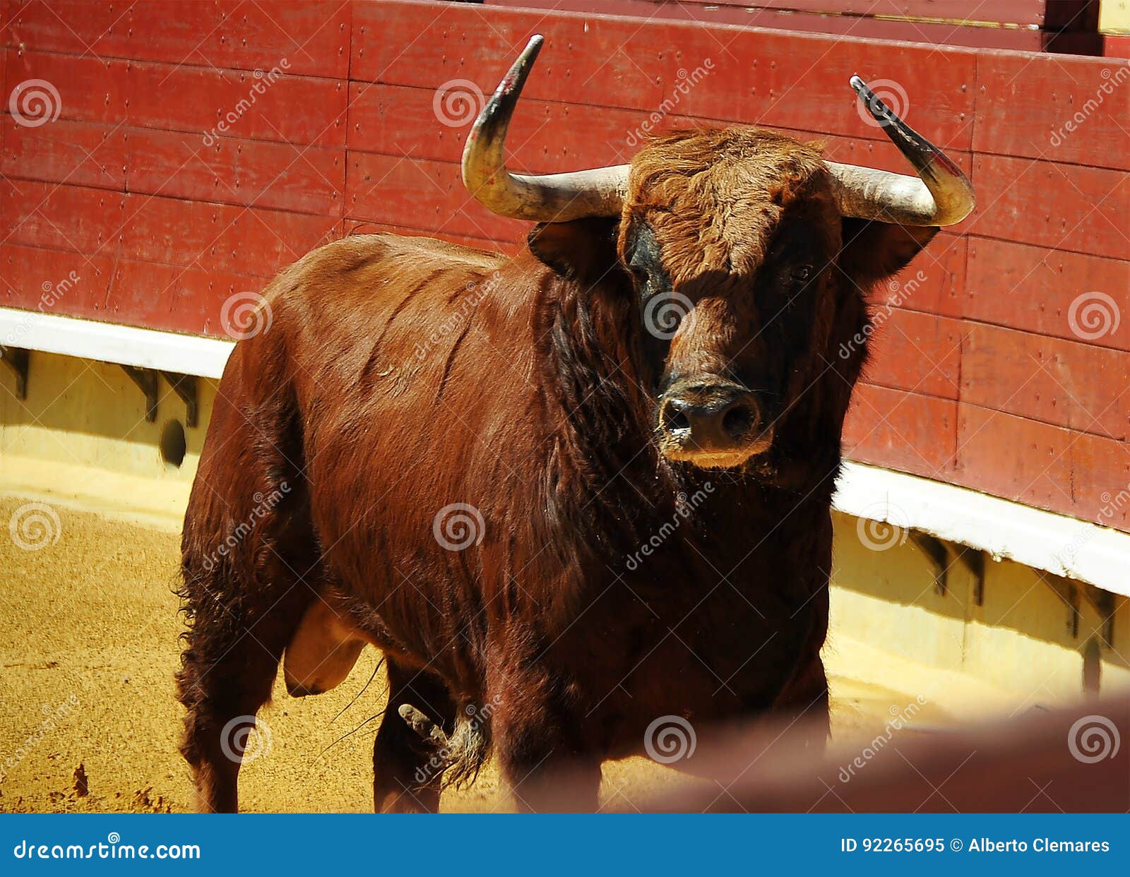 Stier stock afbeelding. Image of bravo, stierenvechter - 92265695