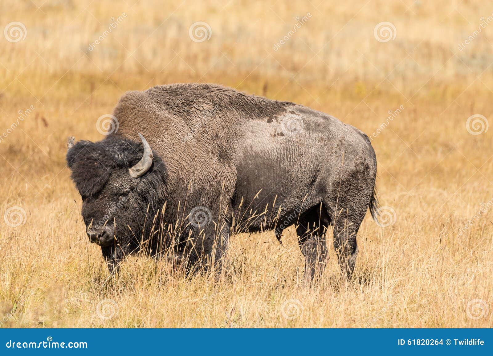 Stier-Bison in Der Gras-Wiese Stockfoto - Bild von park, säugetier ...
