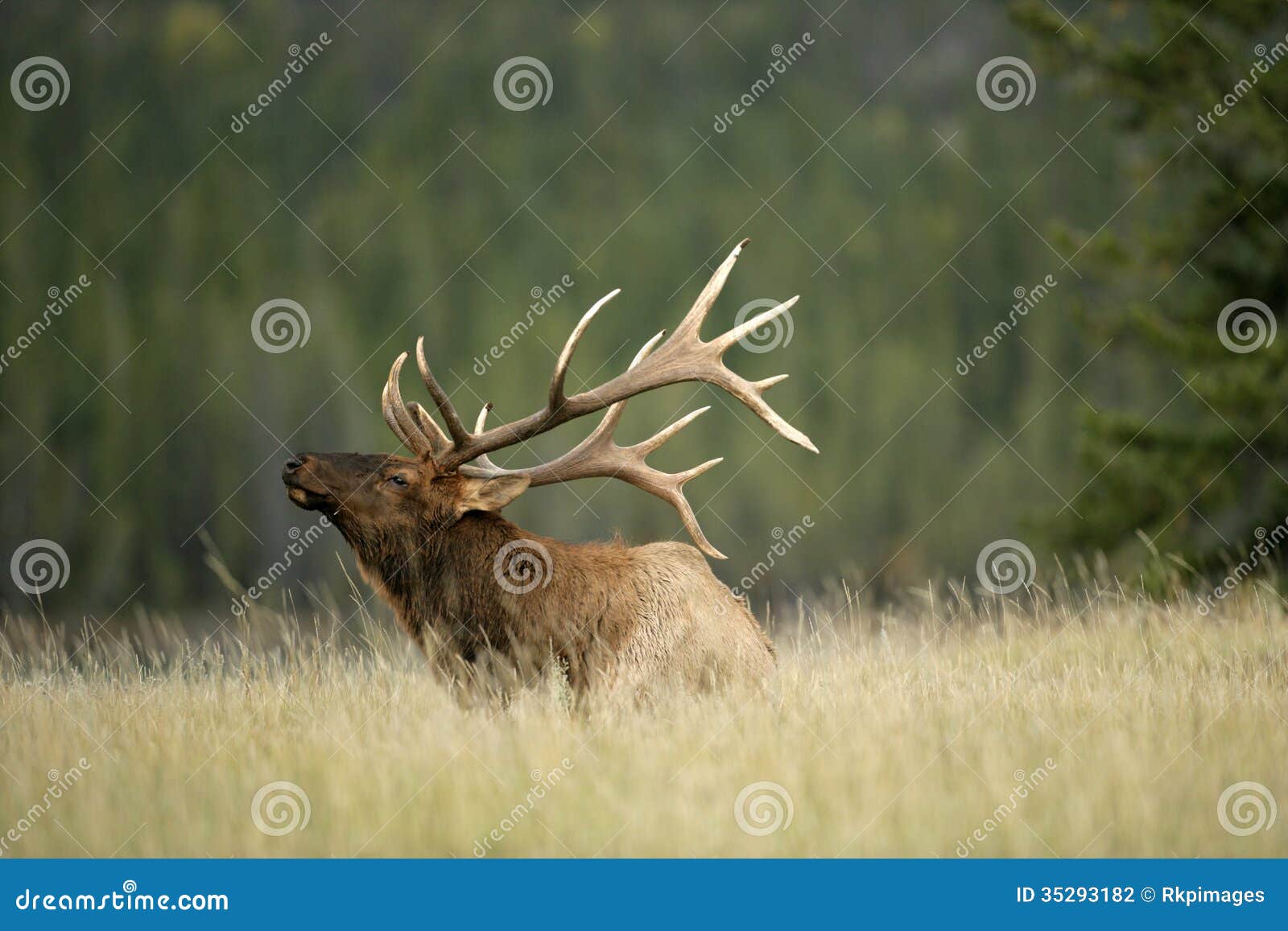 Stier-Elche stockfoto. Bild von vertretung, nord, wiese - 35293182