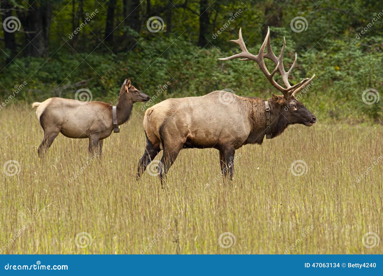 Stier-Elche Und -frau in Der Brunst Stockfoto - Bild von nave, wald ...