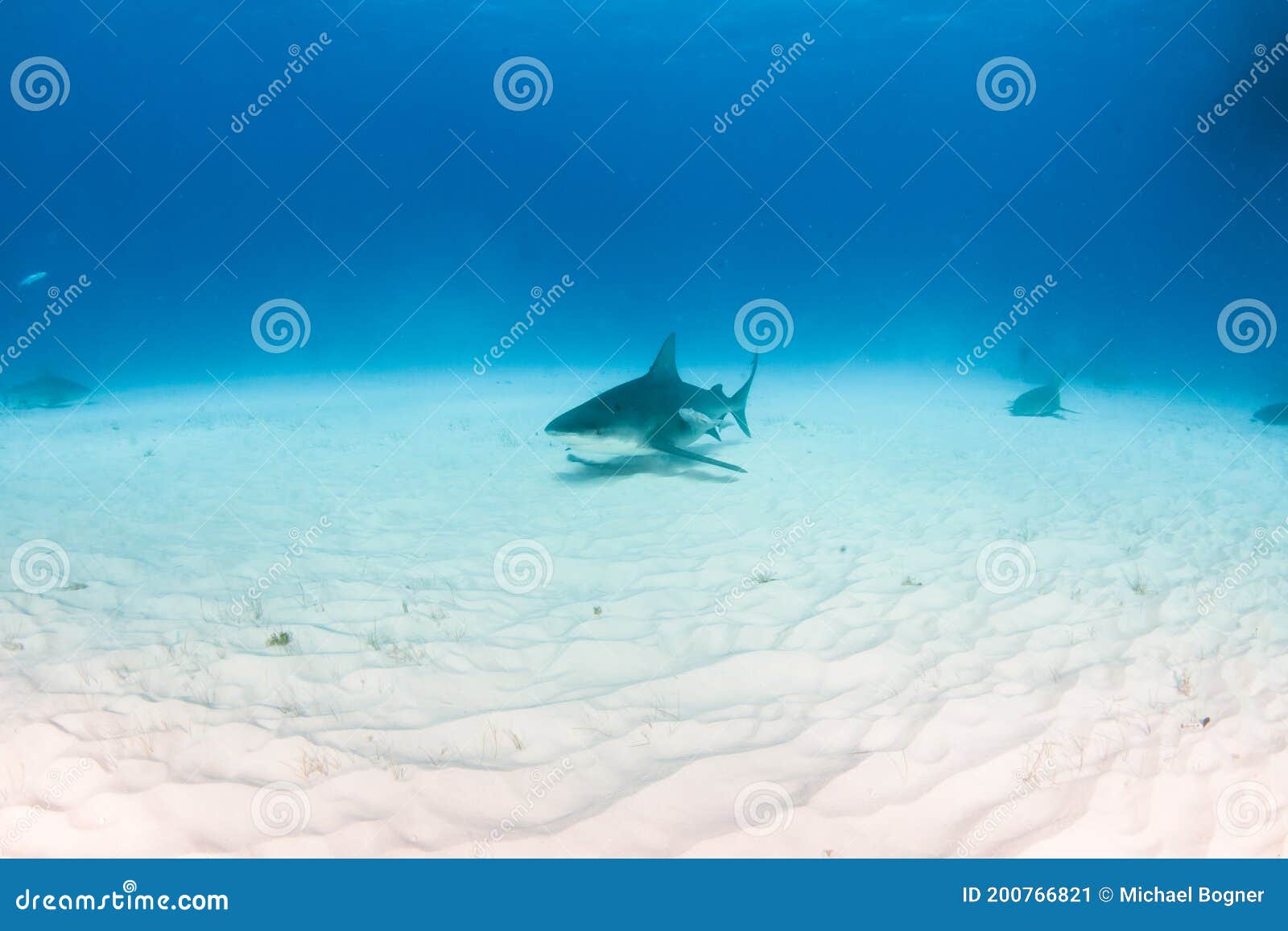 Stier-Haifisch Bei Den Bahamas Stockbild - Bild von wildnis, blau ...