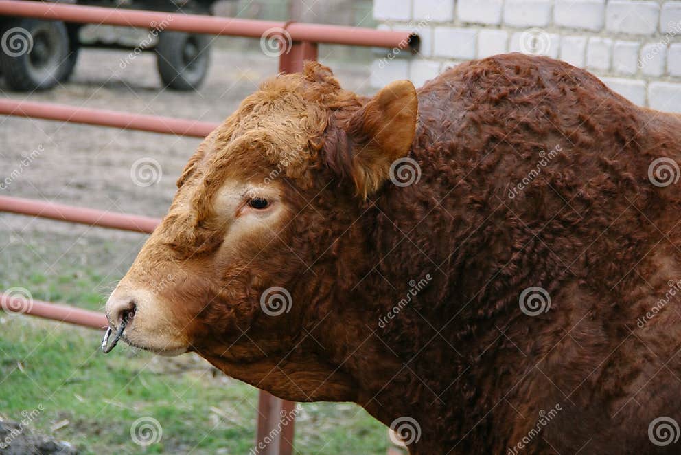 Stier mit Nasenring stockbild. Bild von ackerland, landwirtschaftlich ...