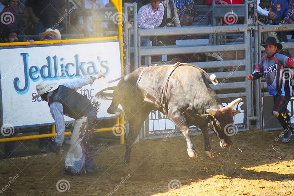 Stier-Reiten redaktionelles stockfotografie. Bild von bauernhof - 46703237