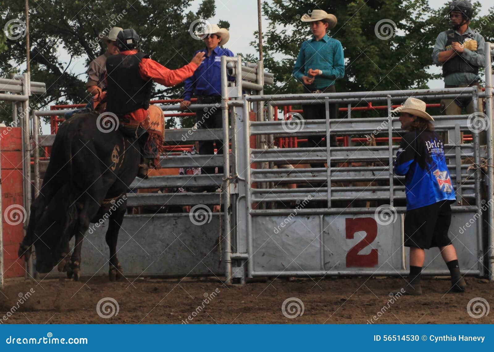 Stier-Reiter Auf Stier Von Hinten Redaktionelles Bild - Bild von ...