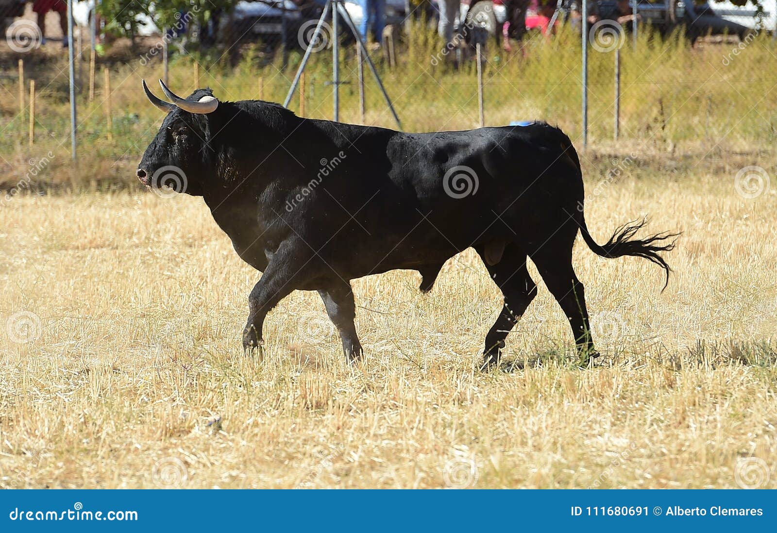 Stier in Spanje stock afbeelding. Afbeelding bestaande uit spanje ...