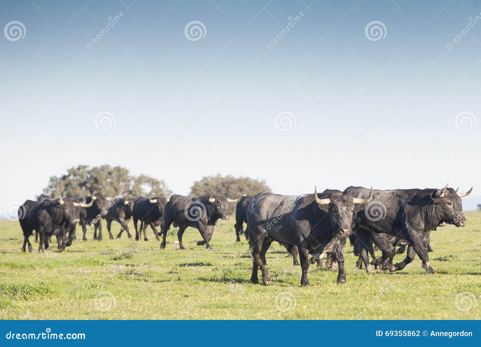 Stiere auf einem Gebiet stockfoto. Bild von landwirtschaft - 69355862