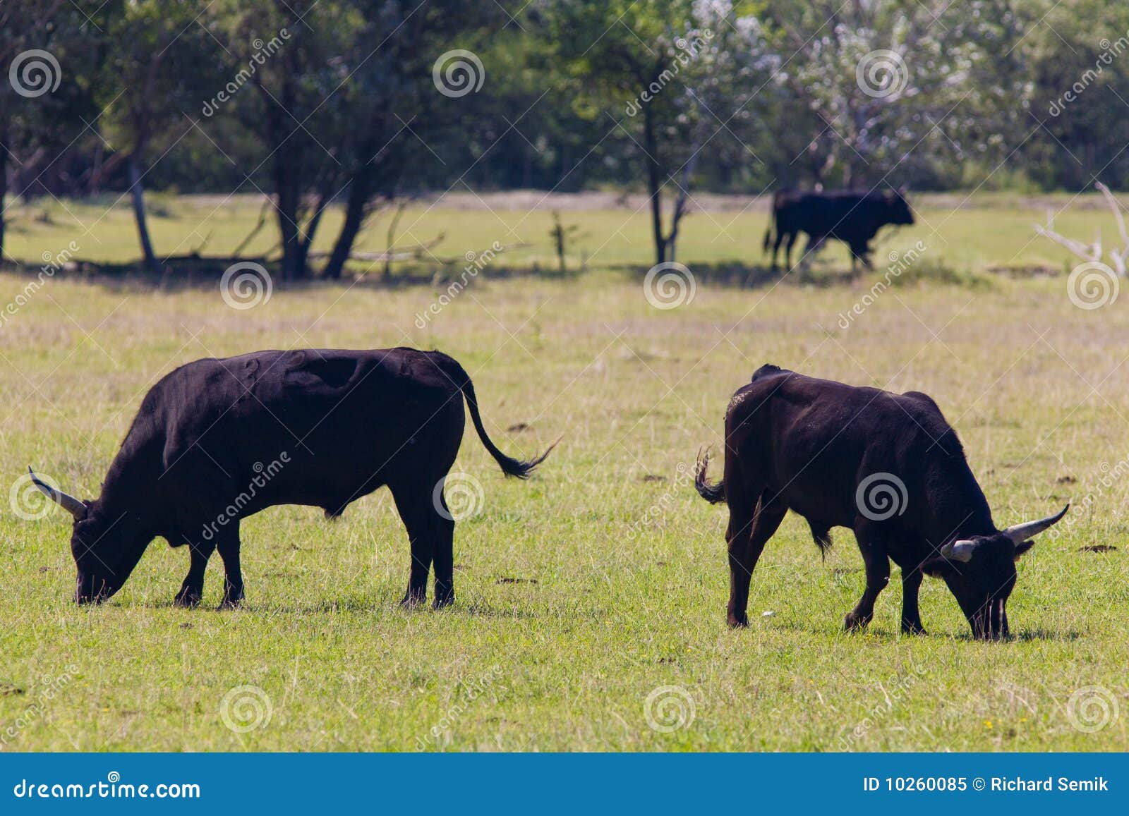 Stiere in Camargue stockbild. Bild von provence, fauna - 10260085