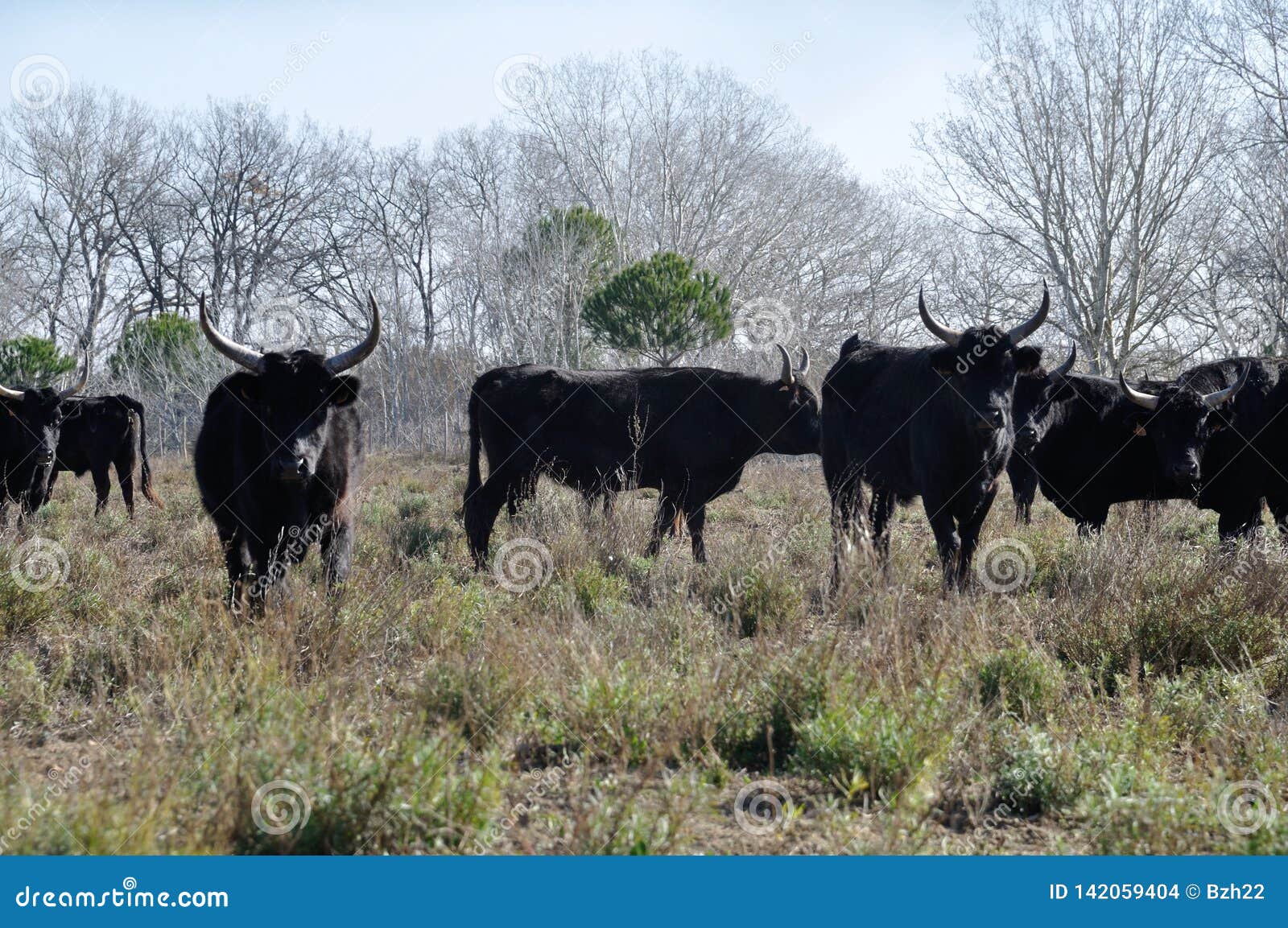 Stiere in Camargue stockfoto. Bild von tier, wiederkäuer - 142059404
