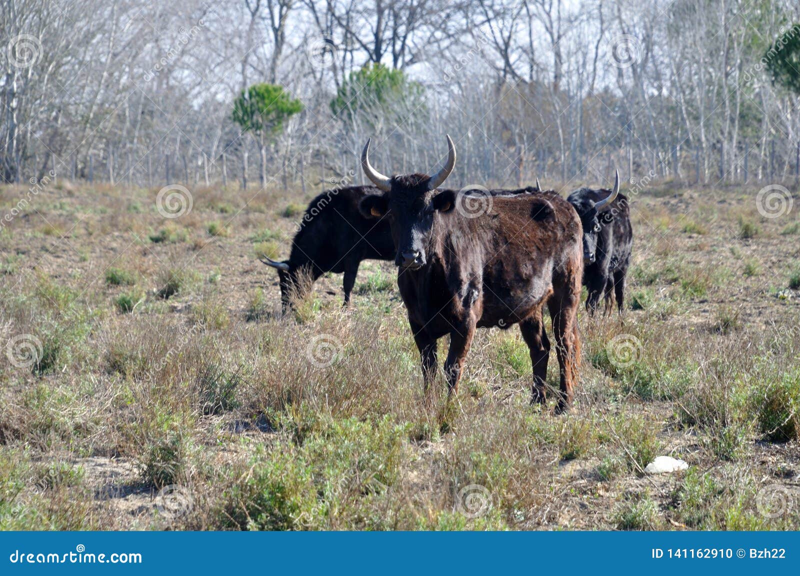 Stiere in Camargue stockfoto. Bild von wiese, provence - 141162910