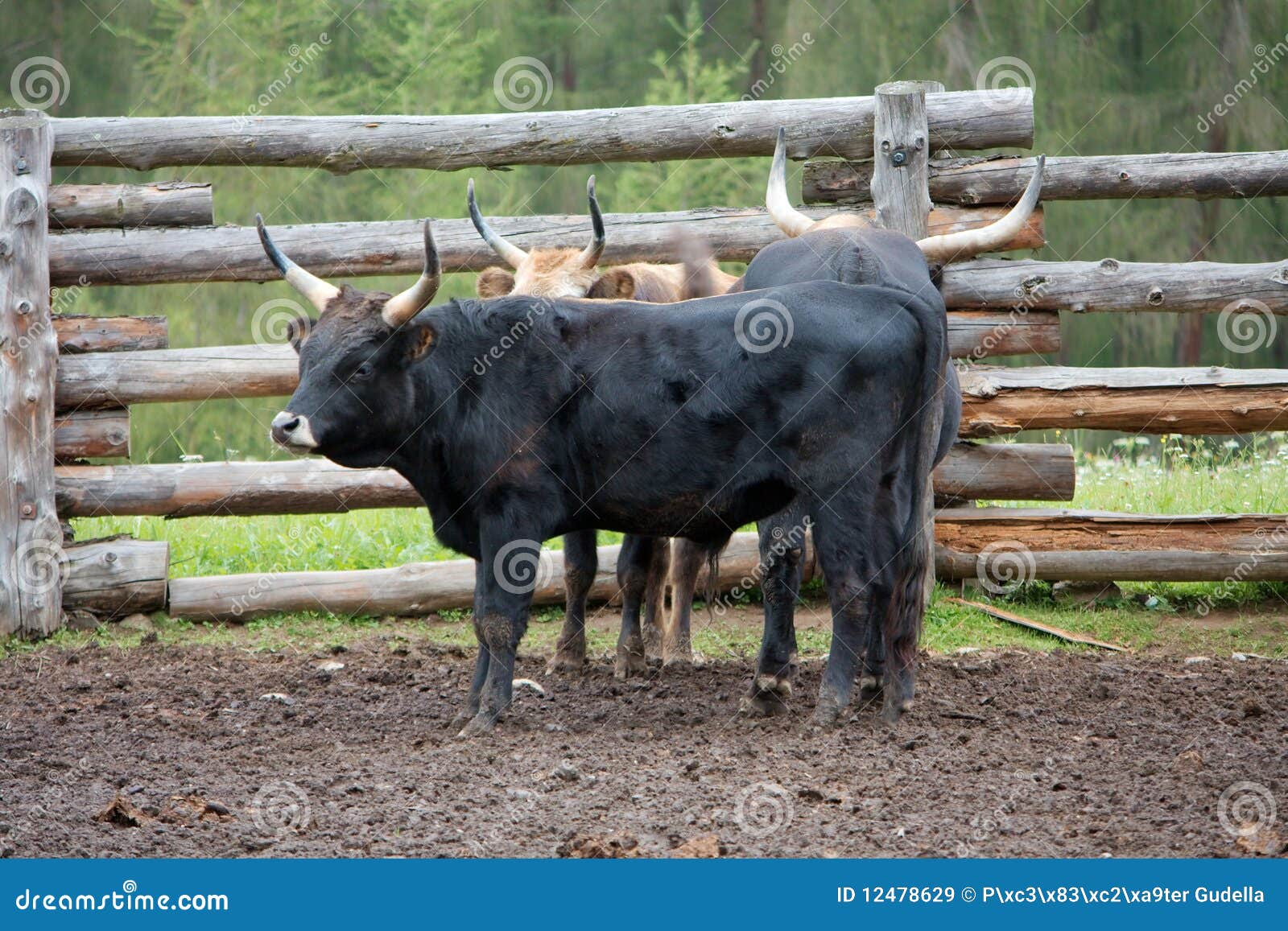 Stieren stock afbeelding. Image of dier, stabiel, landbouw - 12478629