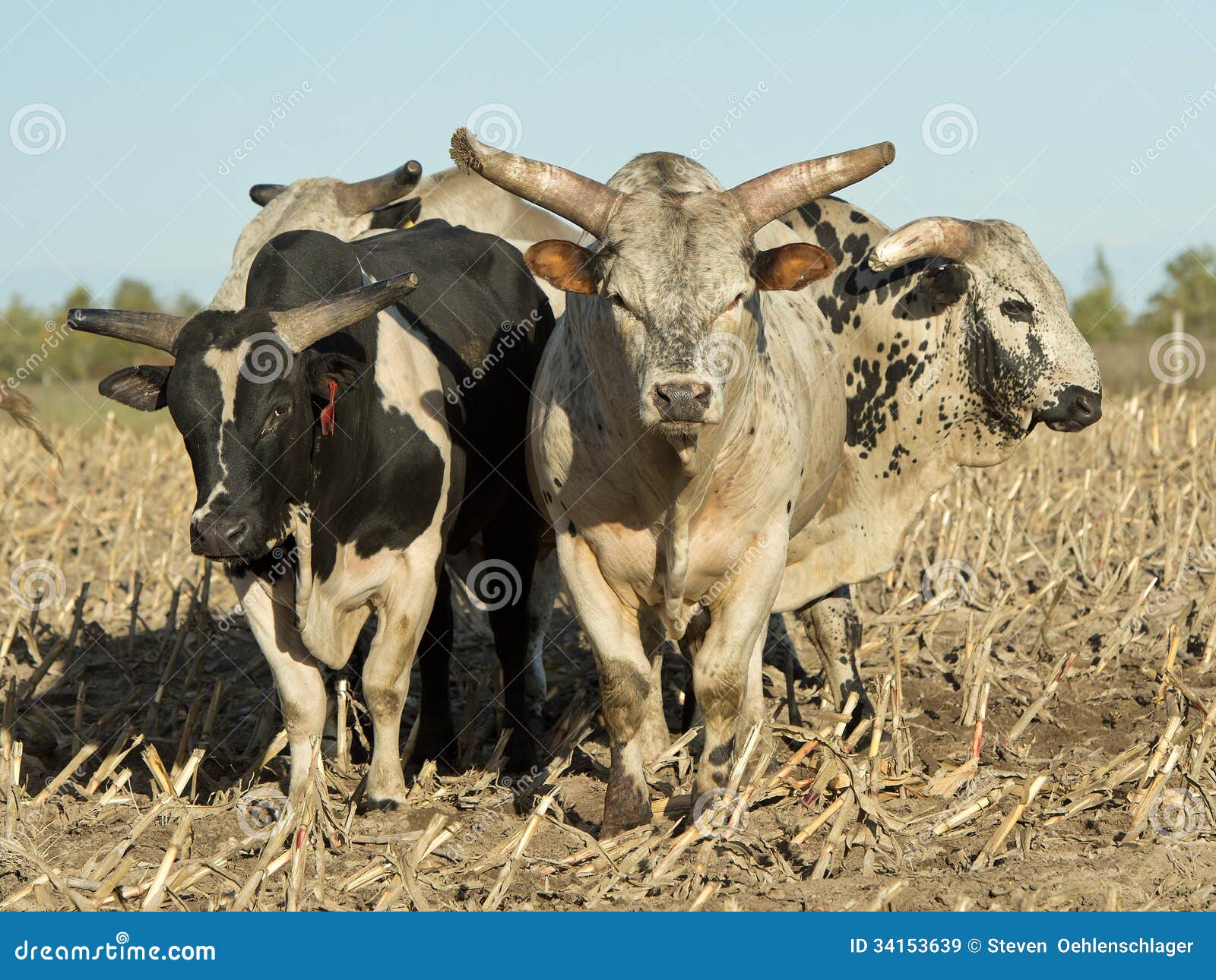 Stieren stock afbeelding. Image of weiland, stier, rijden - 34153639