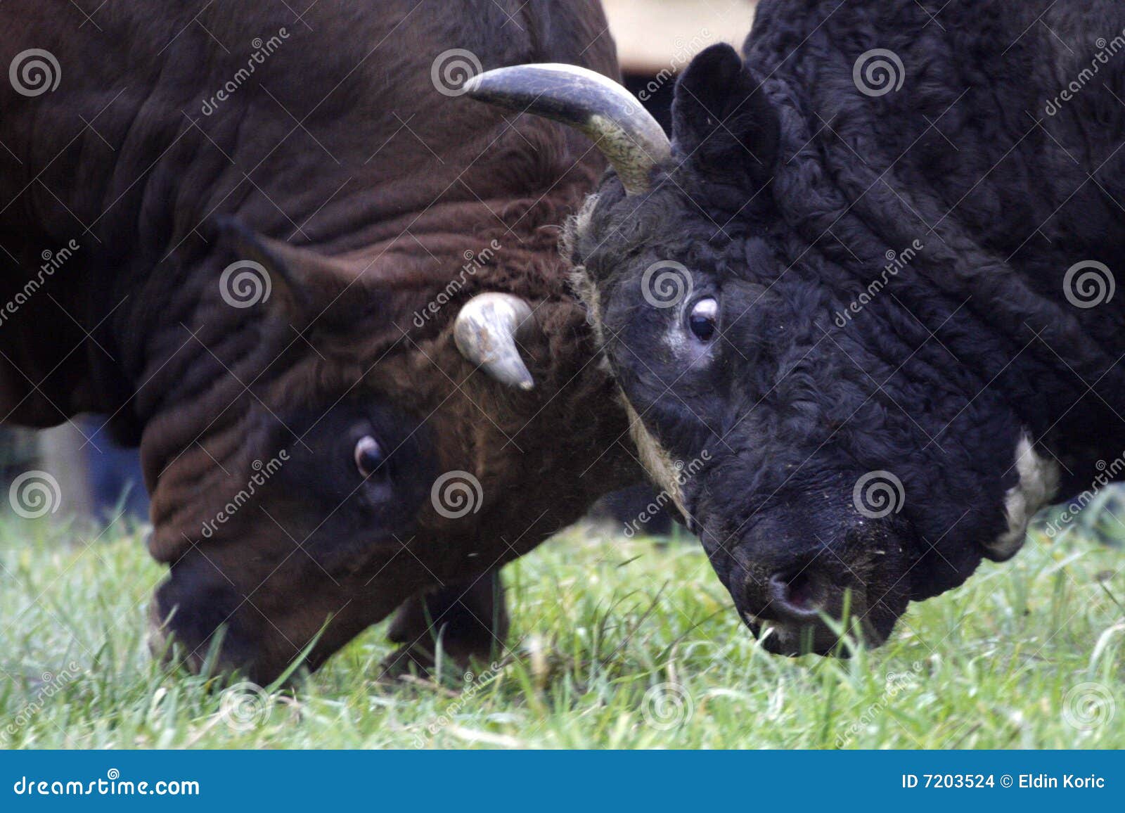 Stieren stock foto. Image of gestreepte, ogen, oren, koeien - 7203524