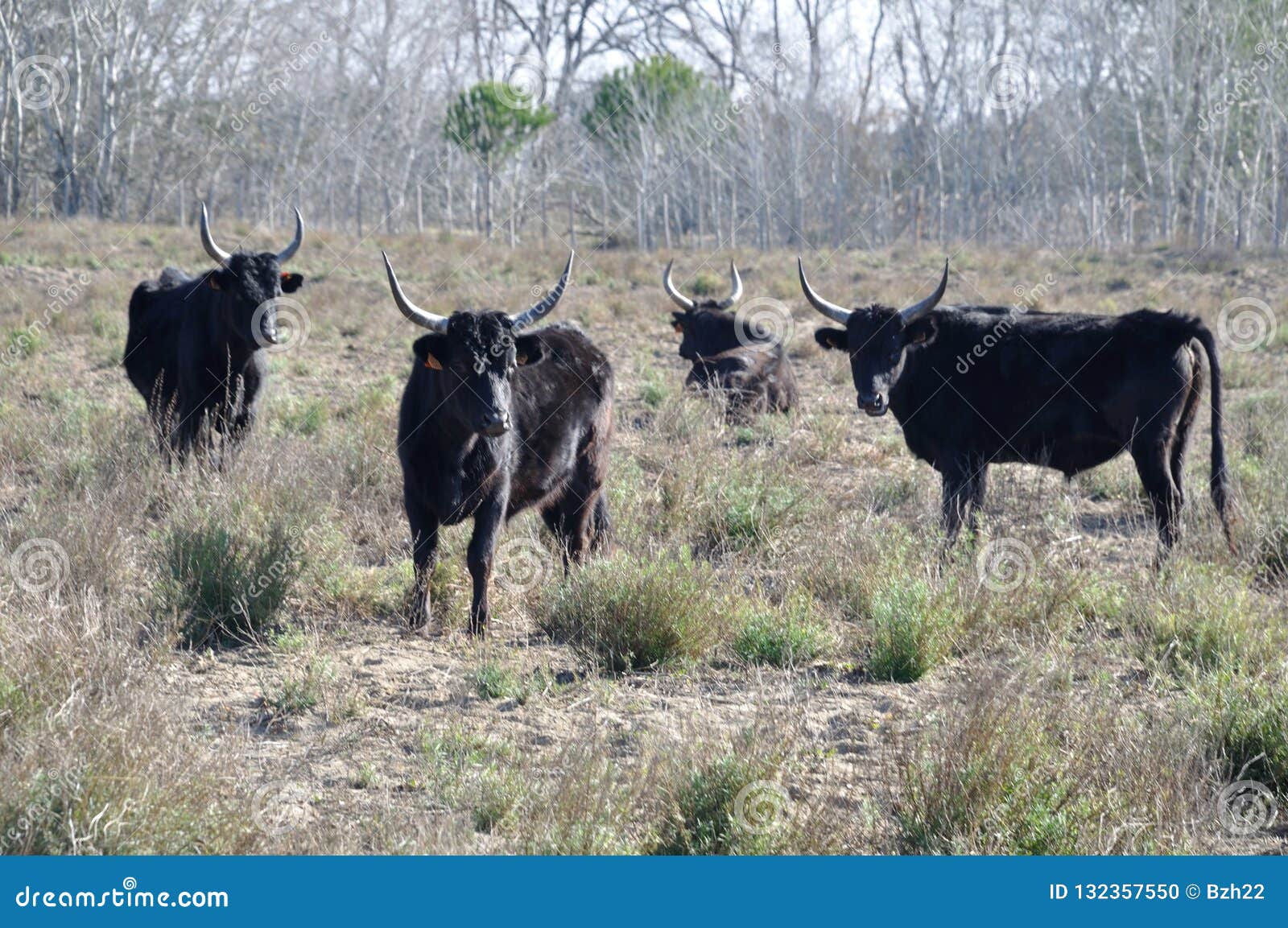 Stieren in Camargue stock foto. Image of hoefdier, platteland - 132357550