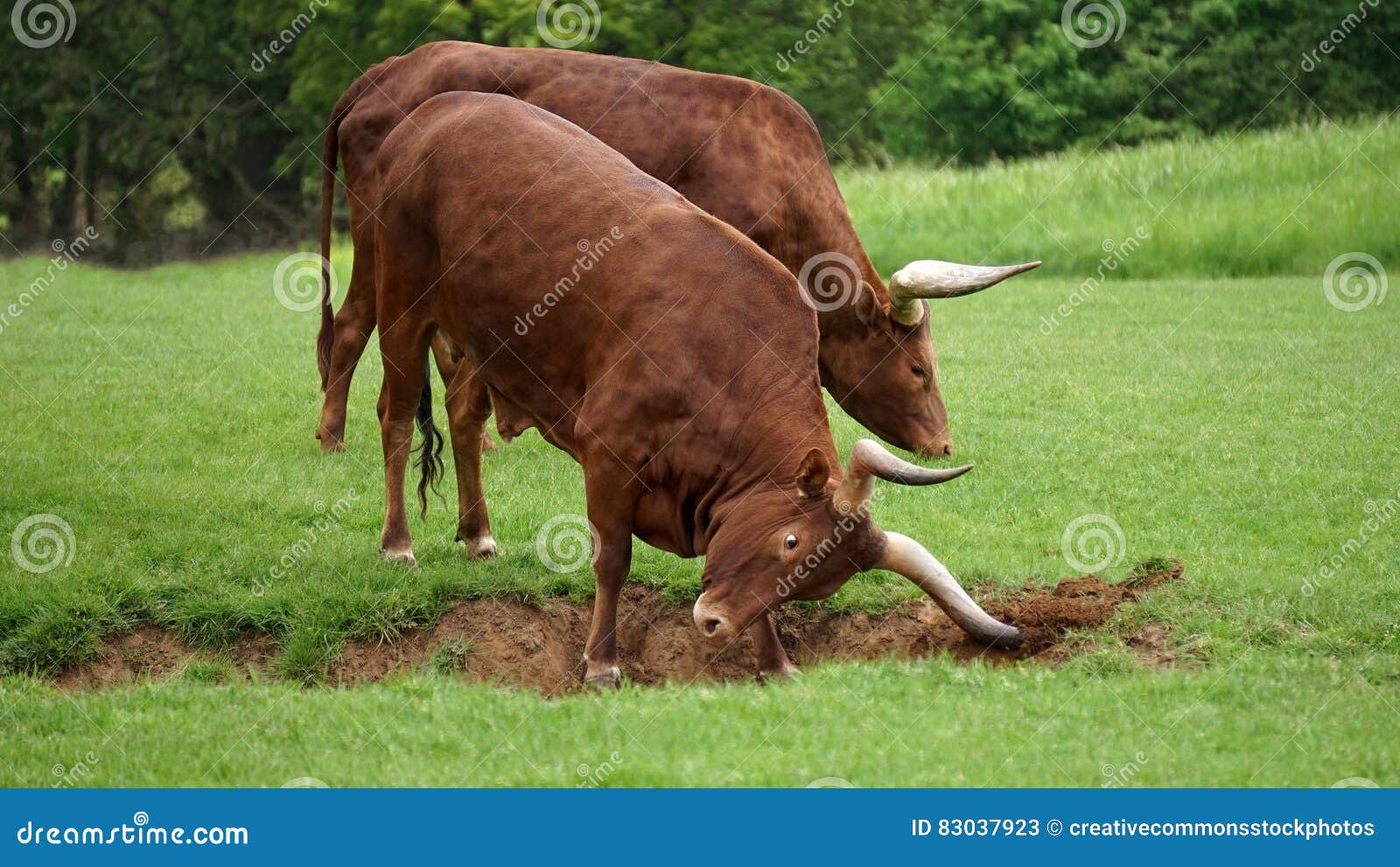Stieren In Het Groen Picture. Image: 83037923