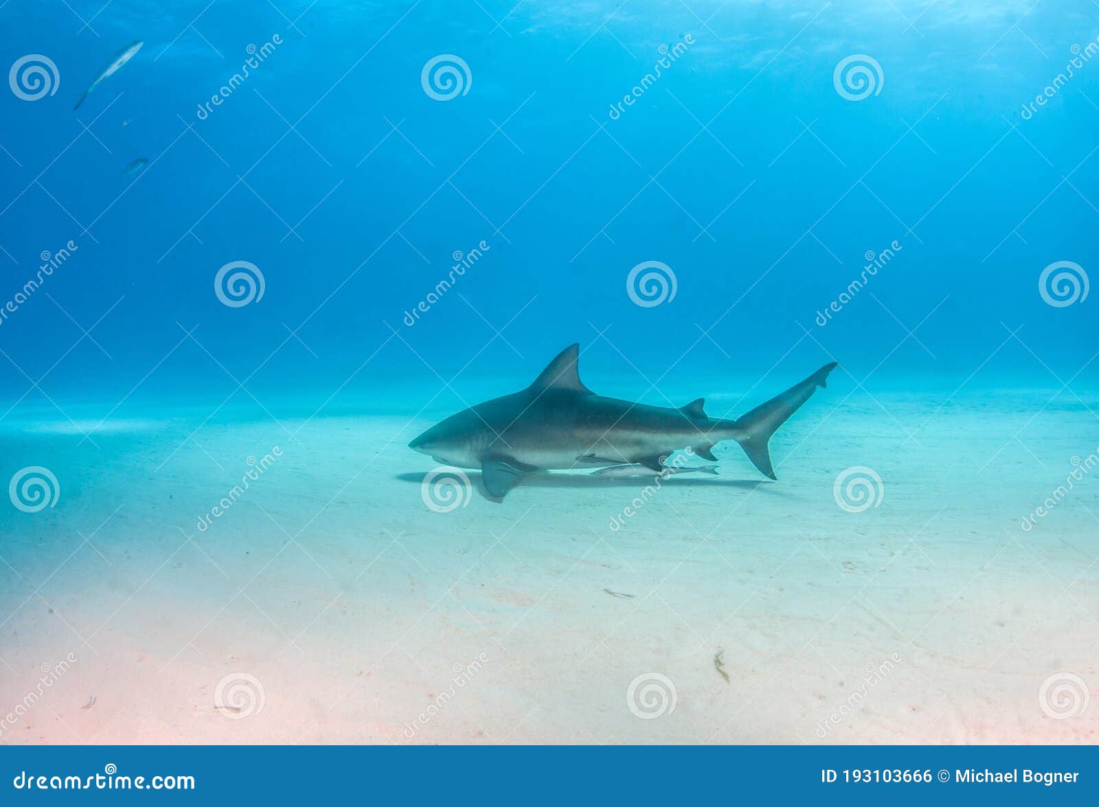 Bullenhai auf den Bahamas stockfoto. Bild von marinesoldat - 193103666