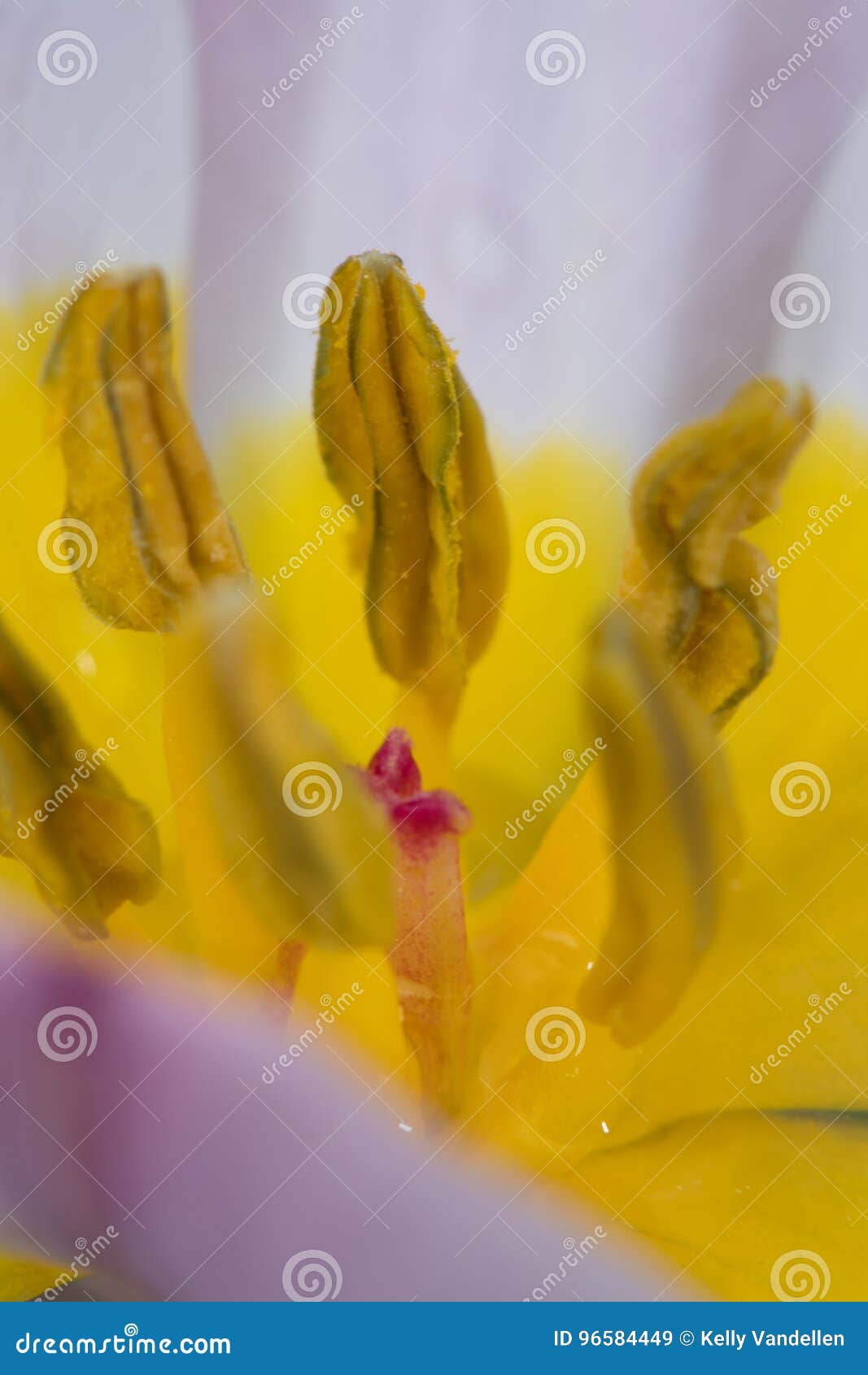 Stigma Covered in Pollen stock image. Image of flora - 96584449