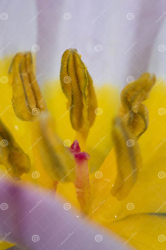 Stigma Covered in Pollen stock image. Image of flora - 96584449