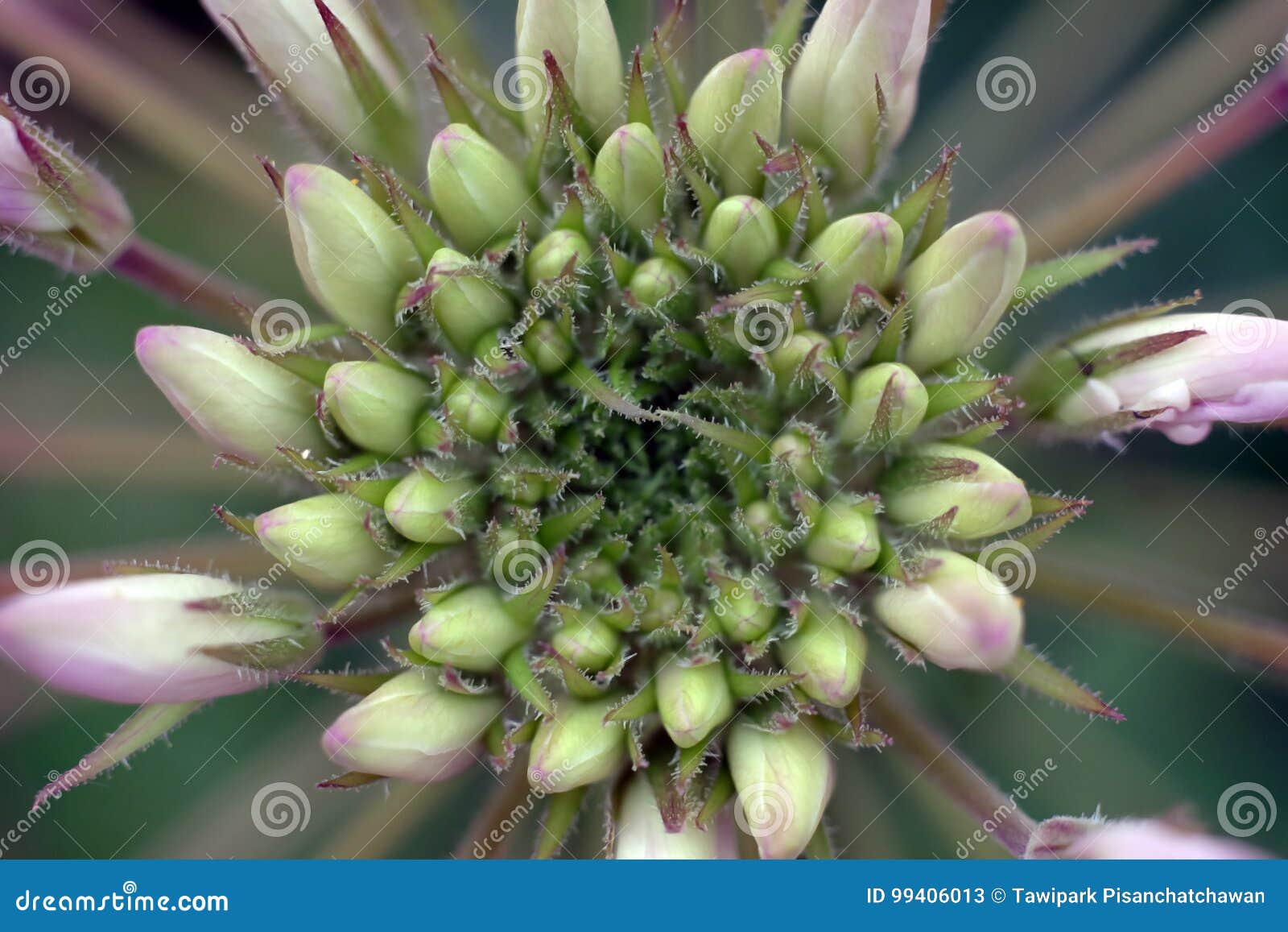 Stigma of the flower stock image. Image of flower, flowering - 99406013