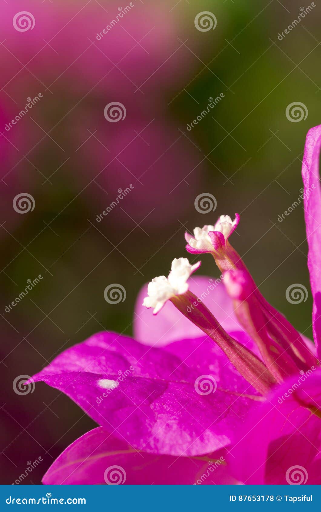 Stigma of flower stock photo. Image of plant, stamen - 87653178