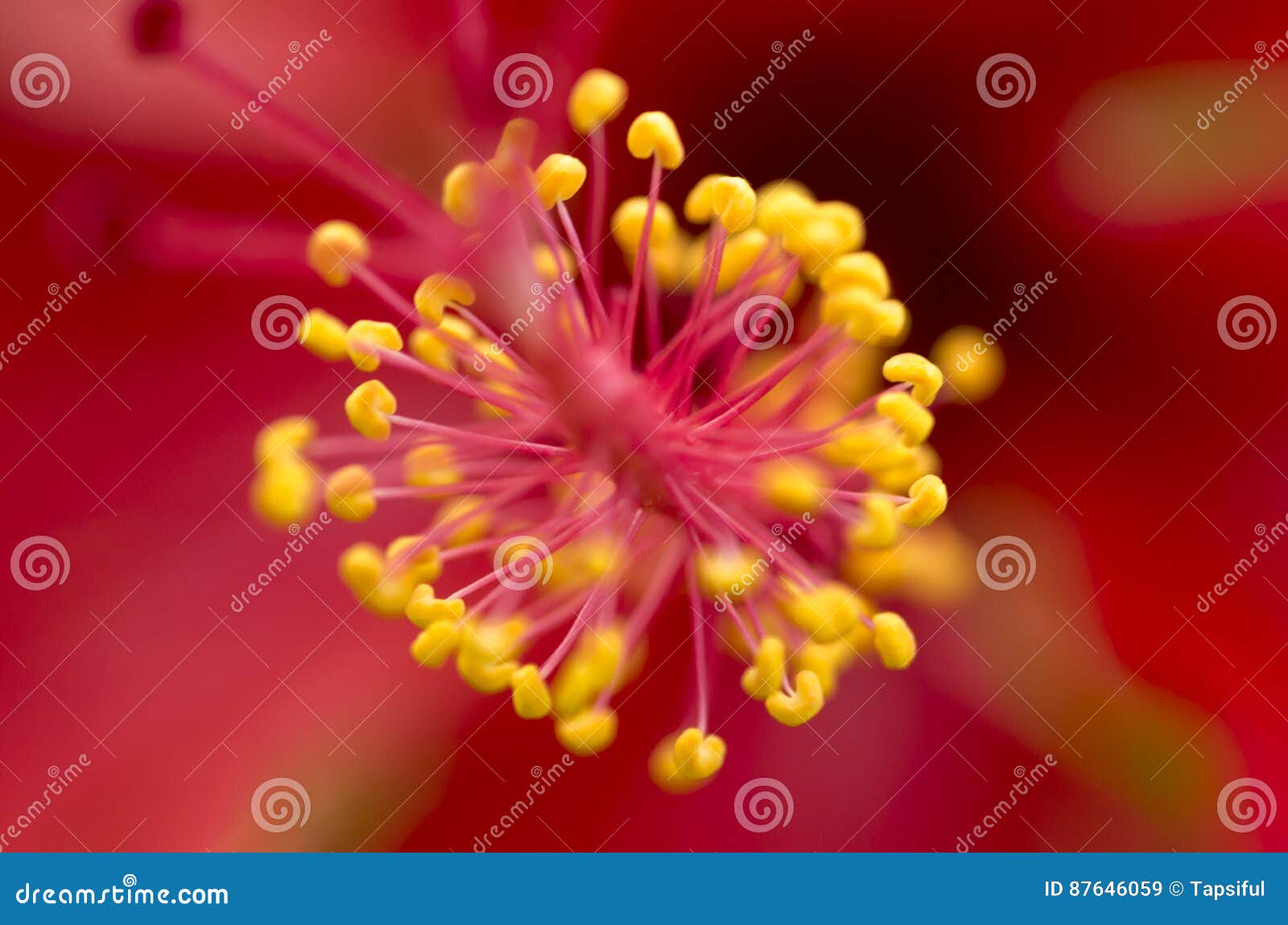 Stigma of flower stock image. Image of macro, plant, barckground - 87646059