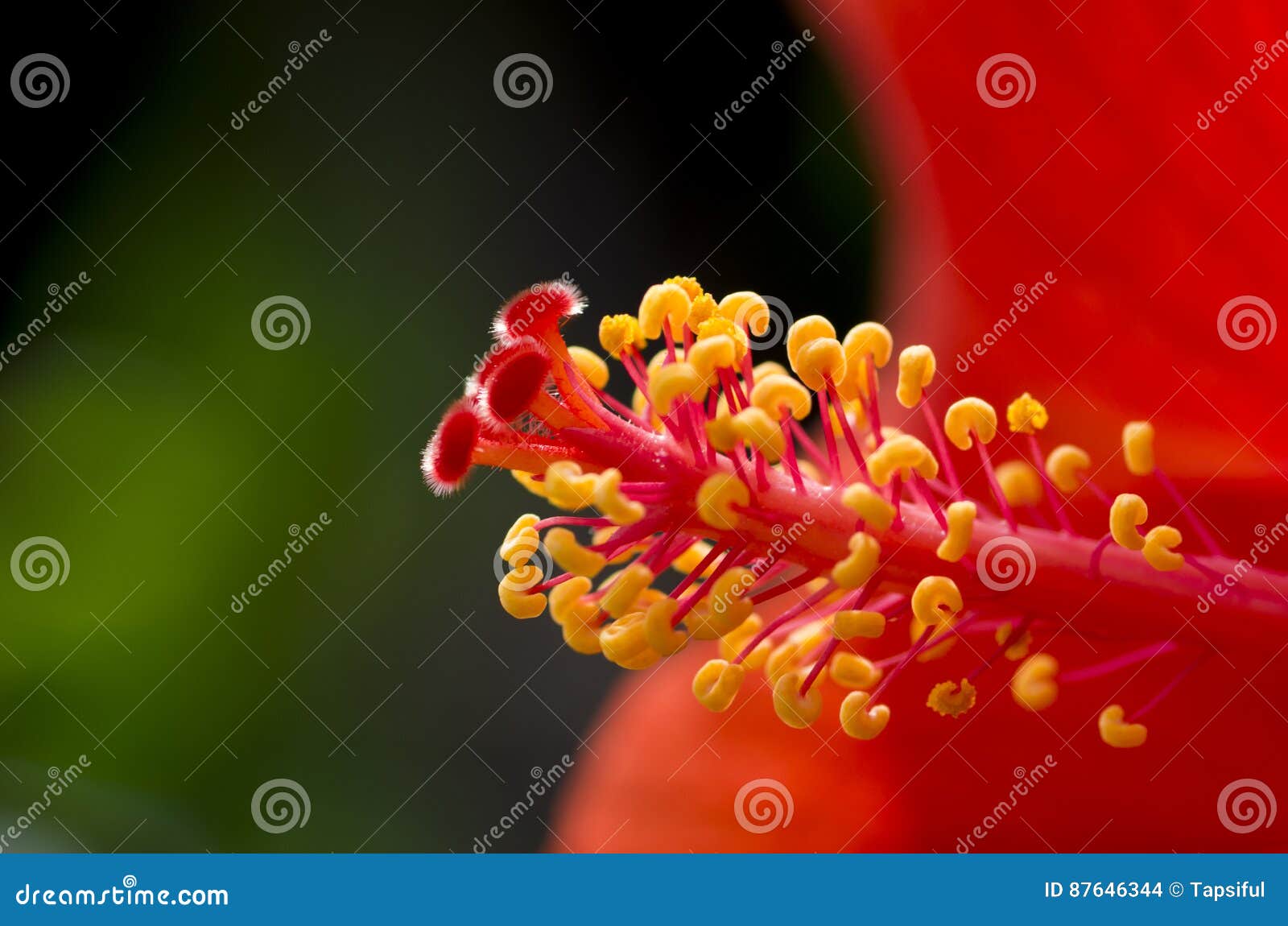 Stigma of flower stock photo. Image of hibiscus, spore - 87646344