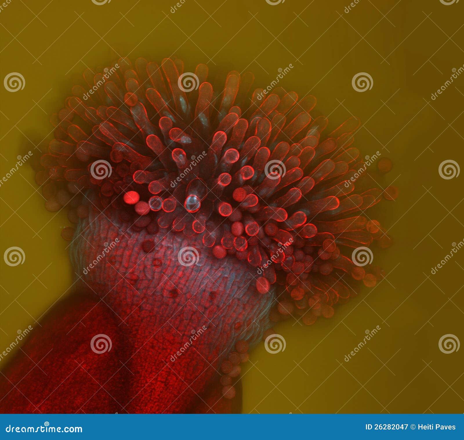 Stigmate image stock. Image du stigmate, cellule, étamine - 26282047