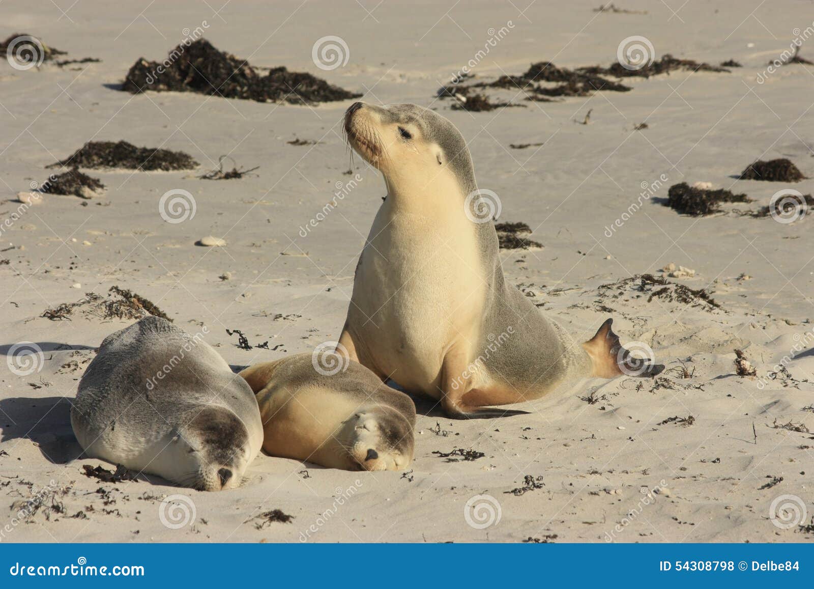 Stijgend het kijken stock foto. Image of marino, leone - 54308798