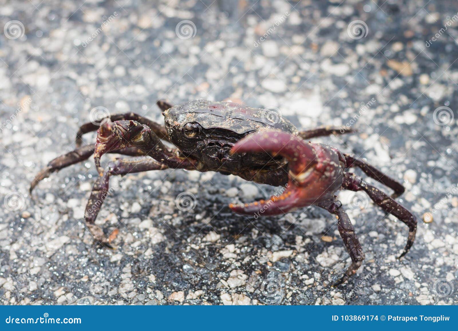 Crab Close Up it Protect Self from Any Harm Stock Photo - Image of ...