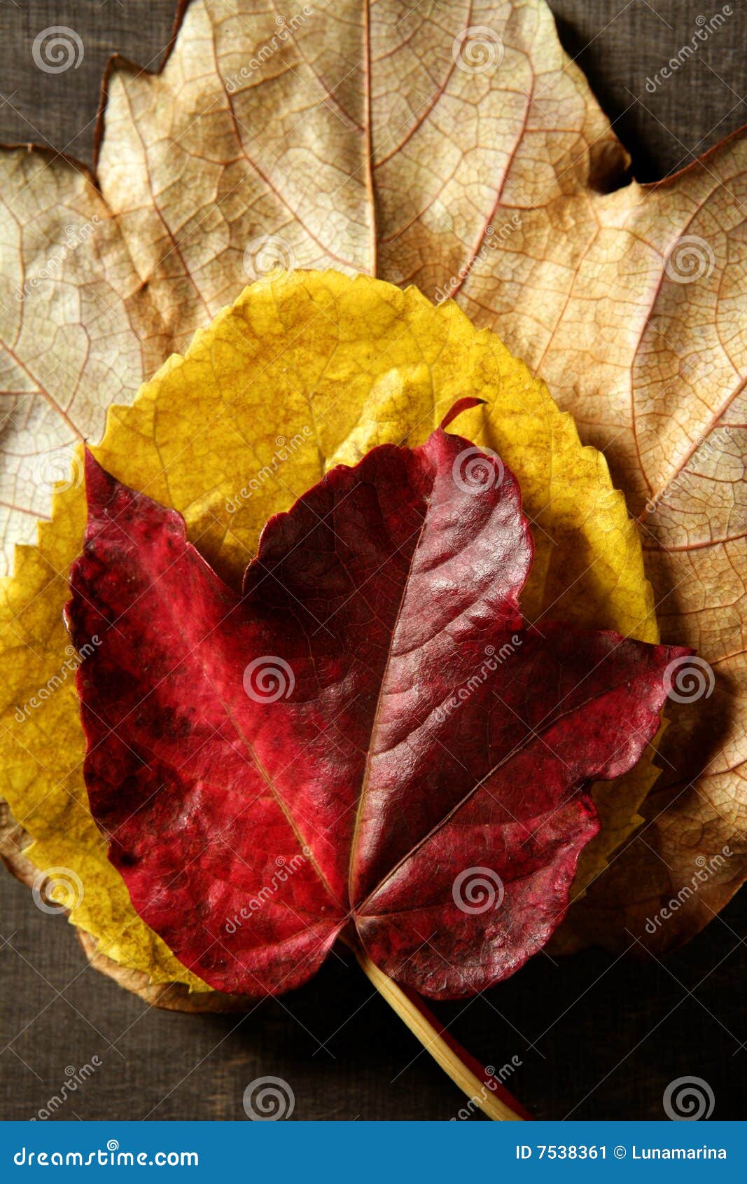 Still of Autumn Leaves, Dark Wood Background, Fall Stock Image - Image ...