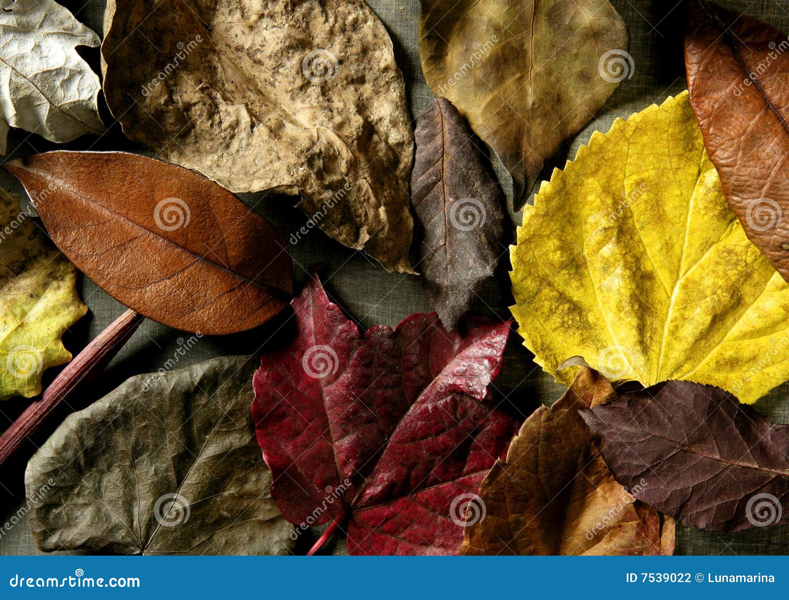 Still of Autumn Leaves, Dark Wood Background, Fall Stock Photo - Image ...