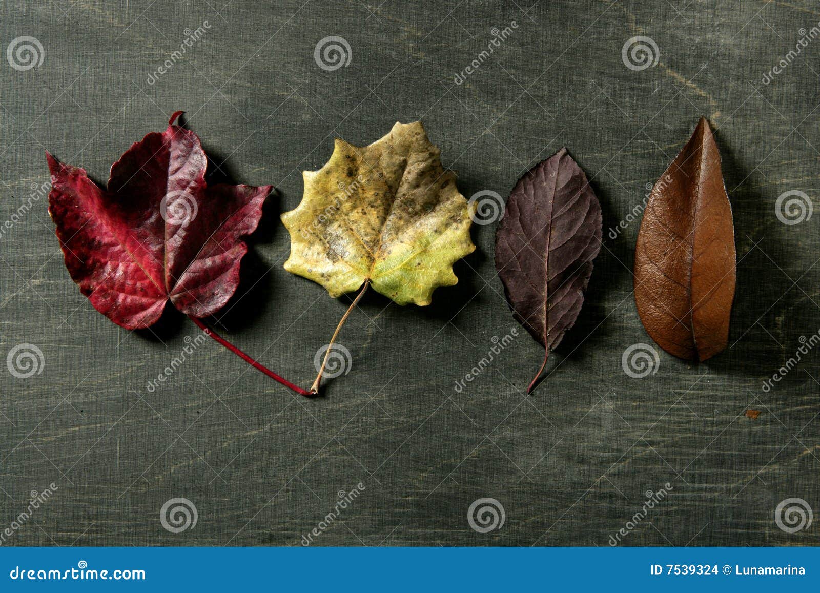 Still of Autumn Leaves, Dark Wood Background, Fall Stock Photo - Image ...