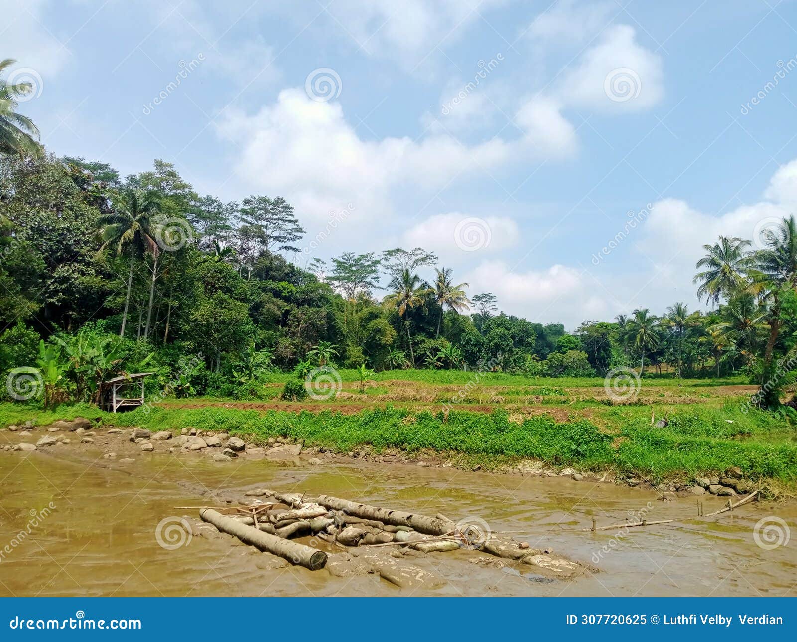 Still Beautiful Natural Scenery with Rice Fields and Fish Ponds Stock ...