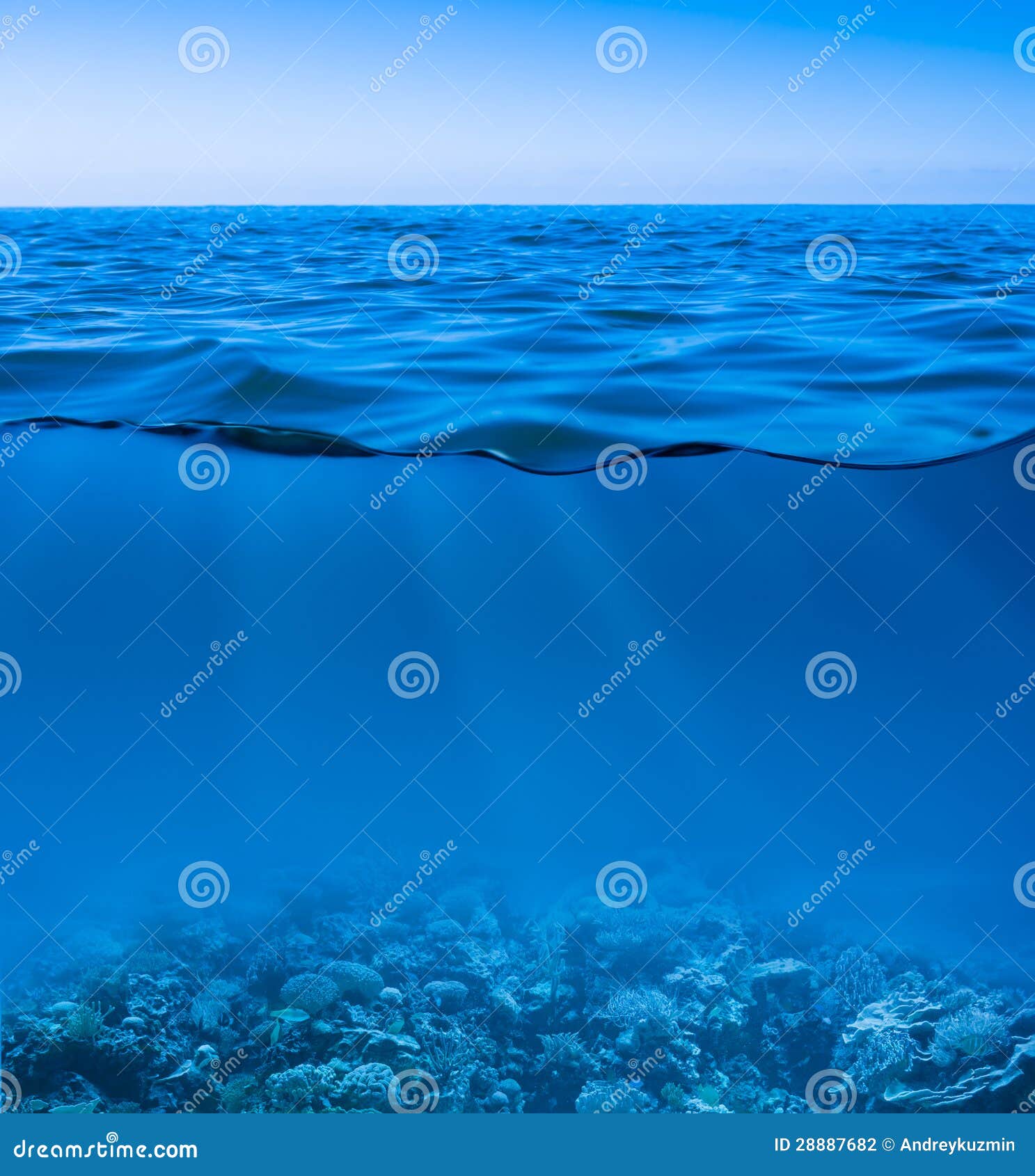 Still calm sea underwater stock photo. Image of fish - 28887682