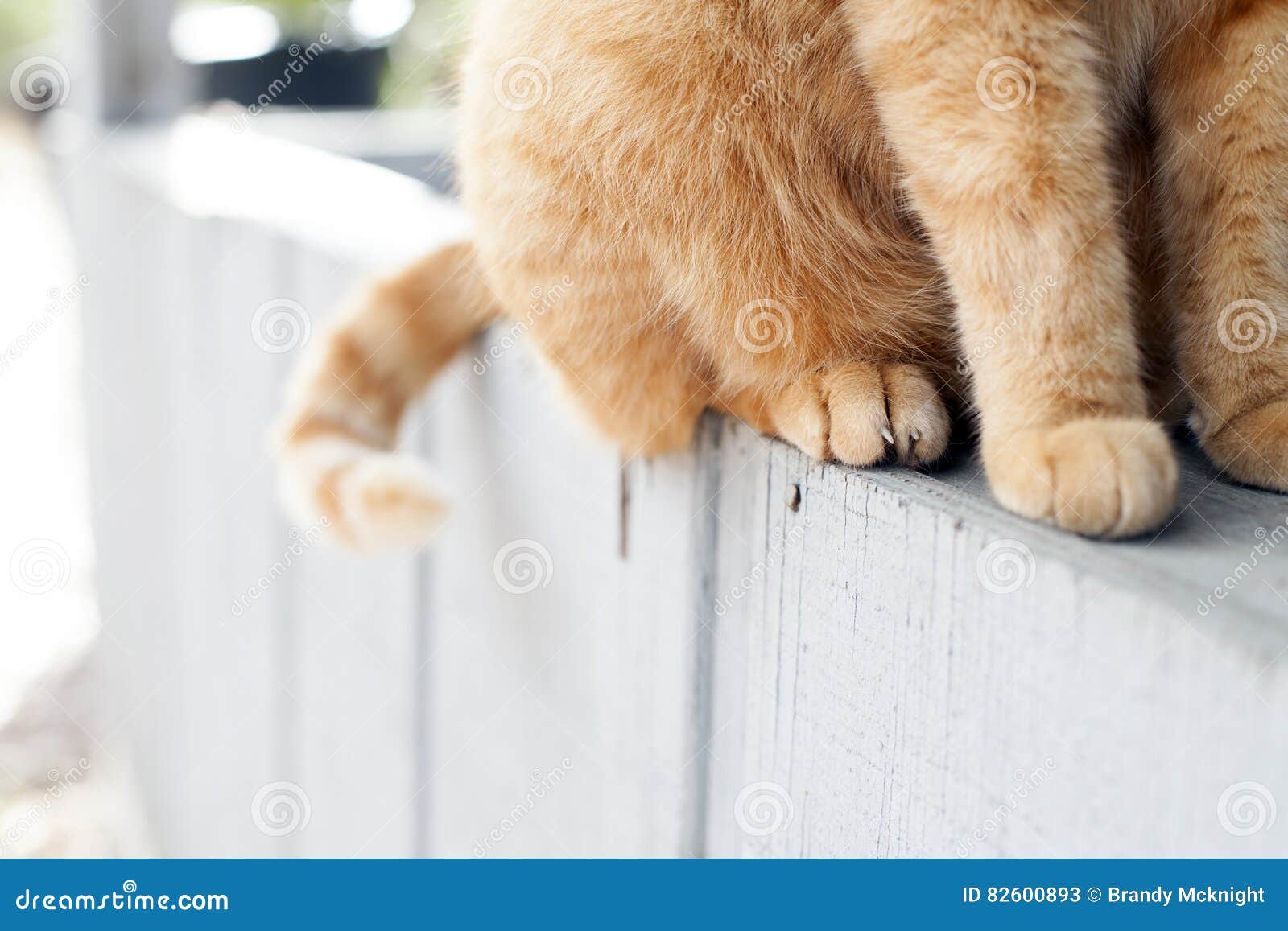 Still Cat stock image. Image of feline, kitten, nose - 82600893