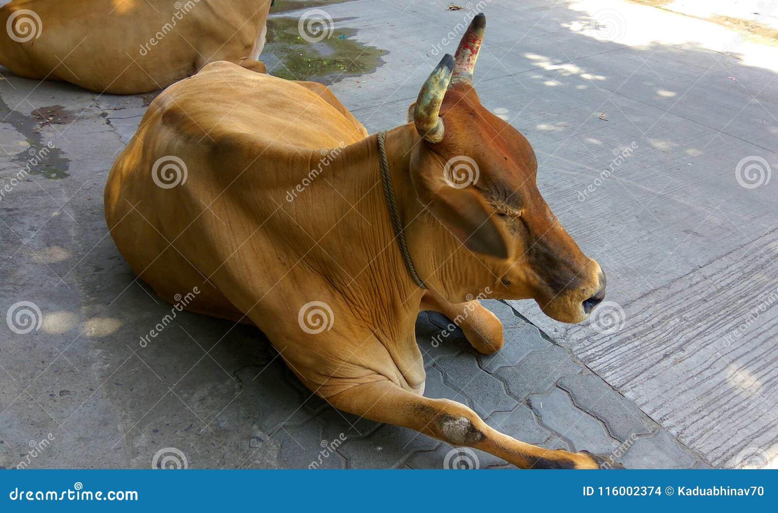 Sitting Cow stock photo. Image of summer, dairy, milk - 116002374