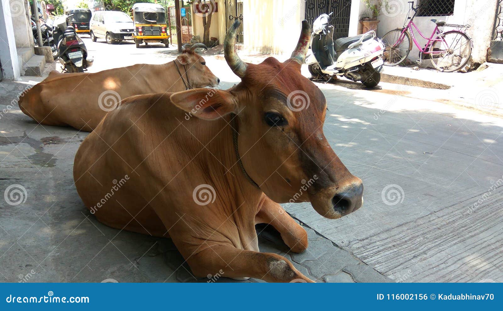 Sitting Cow stock photo. Image of basic, resting, animal - 116002156