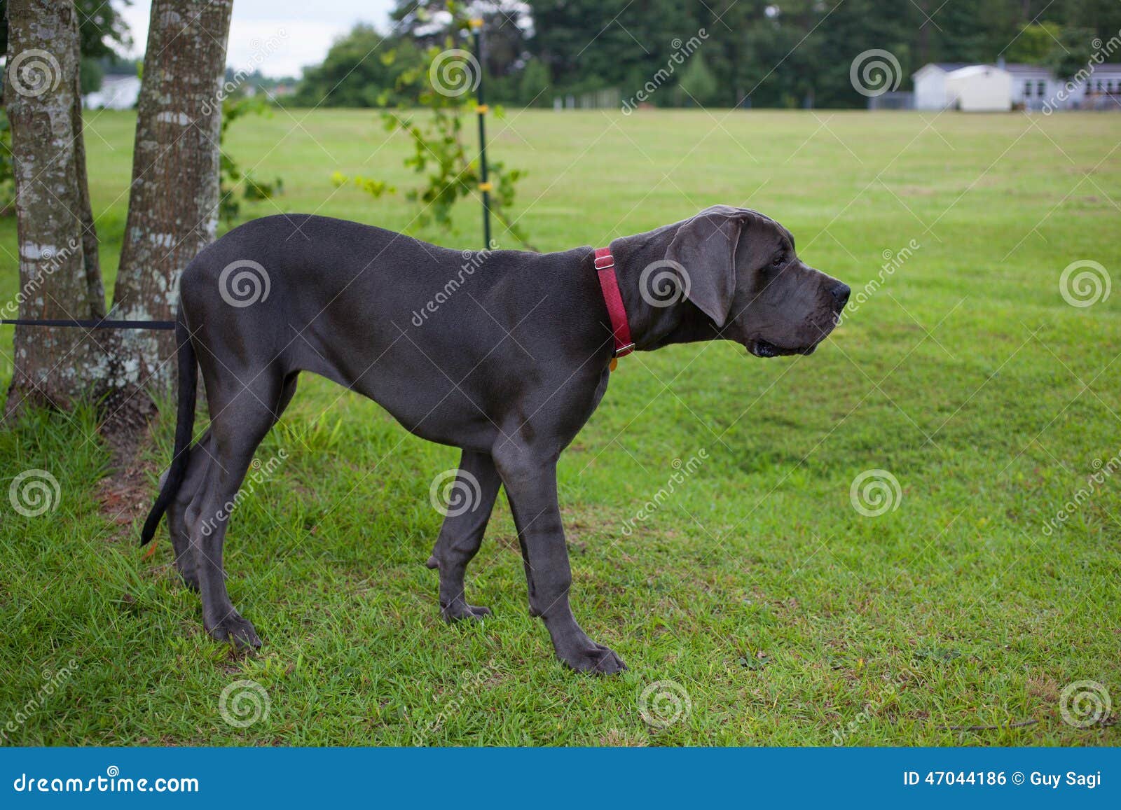 Still dog stock photo. Image of feet, whiskers, grass - 47044186